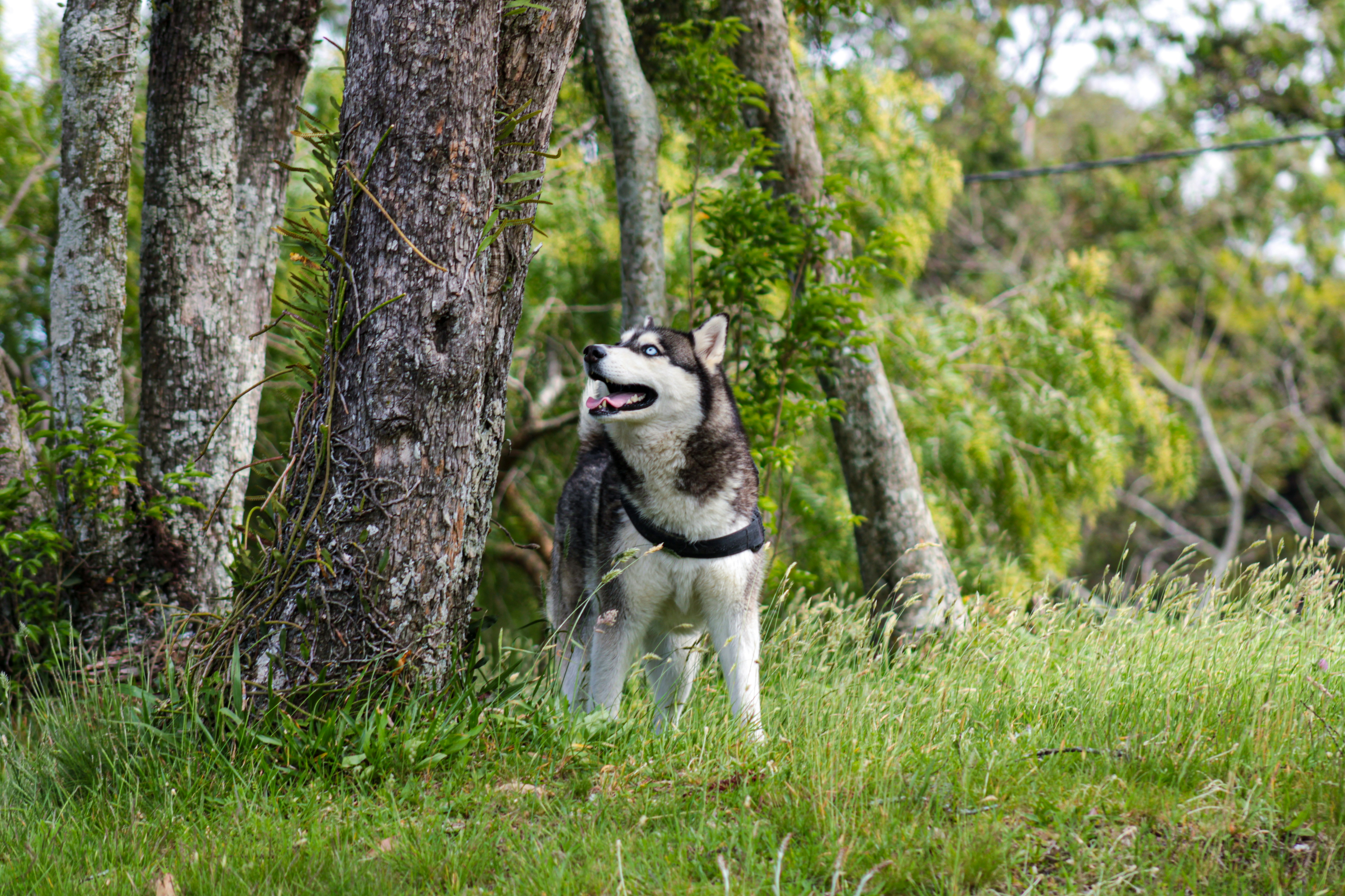 Whiskers and Wilderness: A Canine Adventure