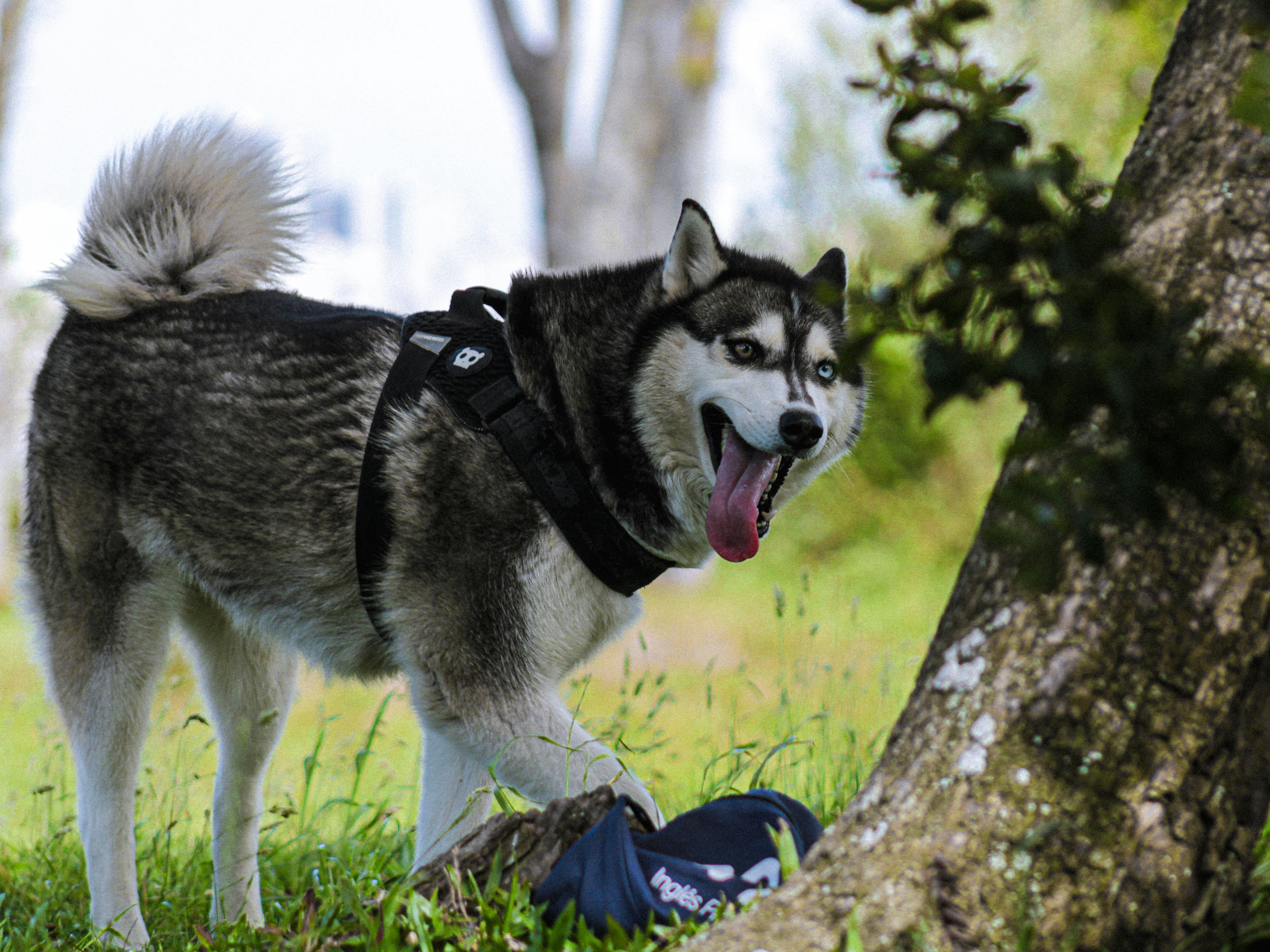 Tongue-Out Husky Portrait by a Park Tree in Dappled Light