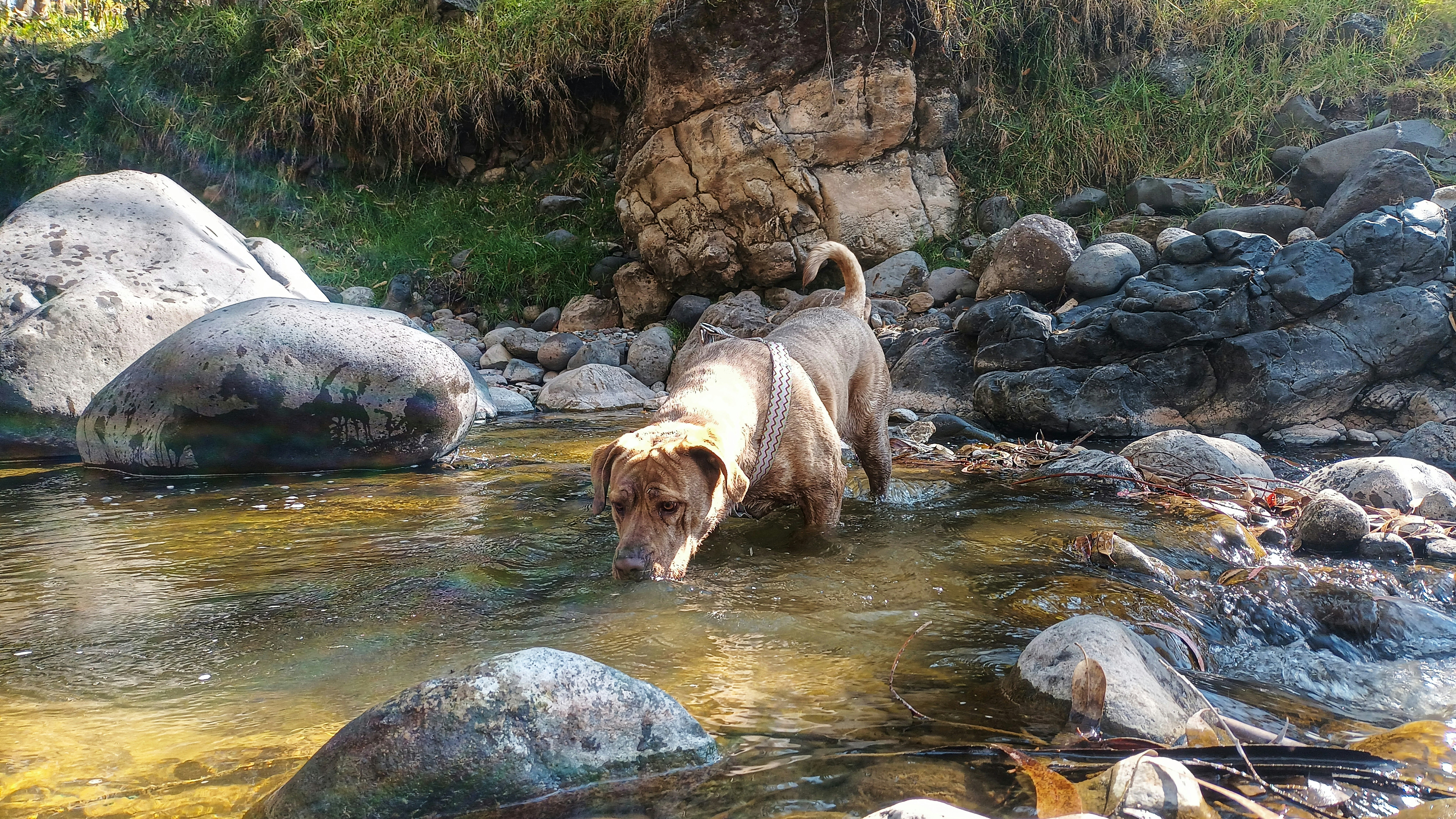 Dog wading through a shallow stream surrounded by rocks and greenery.