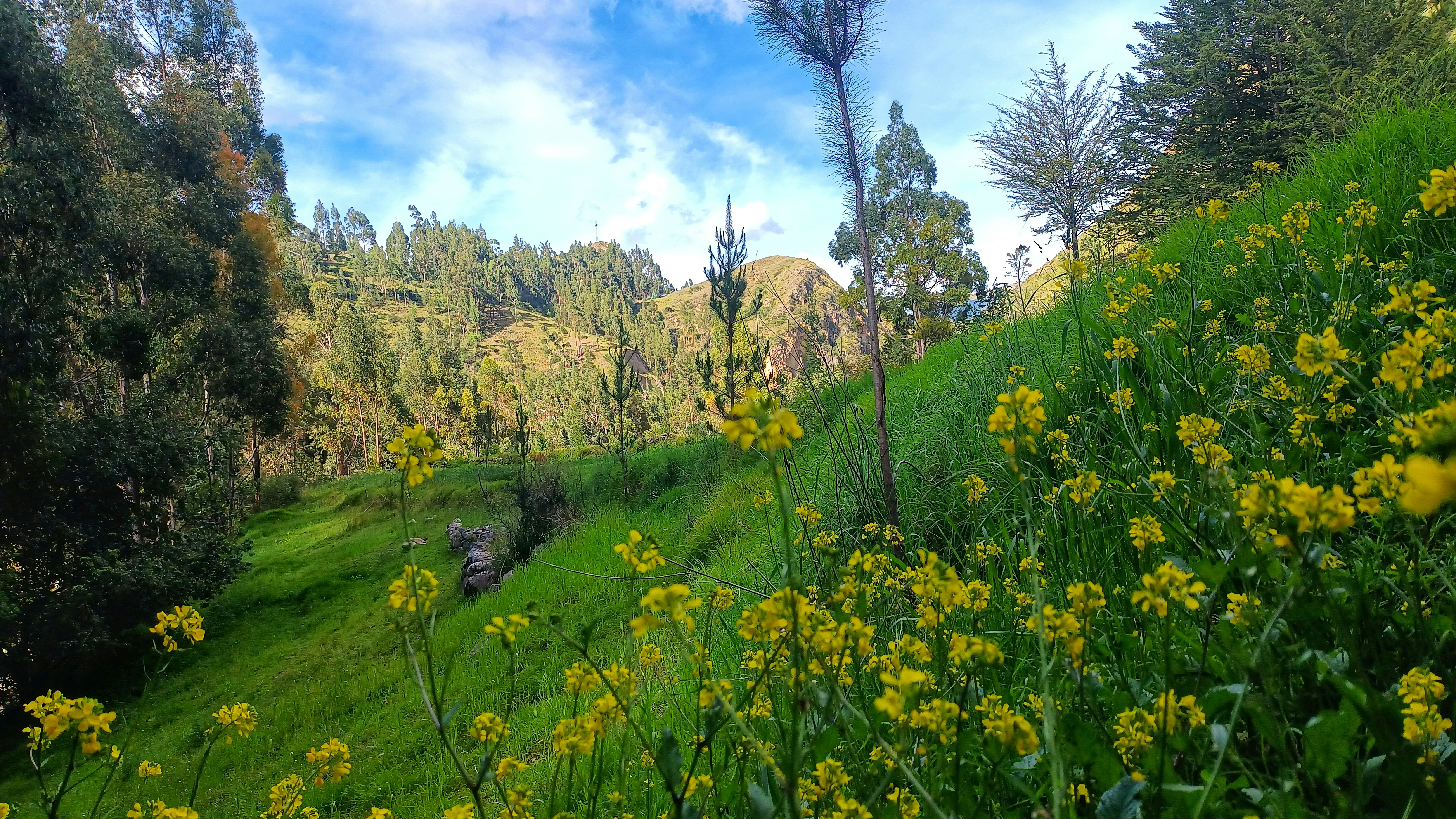 Vibrant yellow flowers blanket a lush green meadow, framed by towering trees and rolling hills under a bright sky.