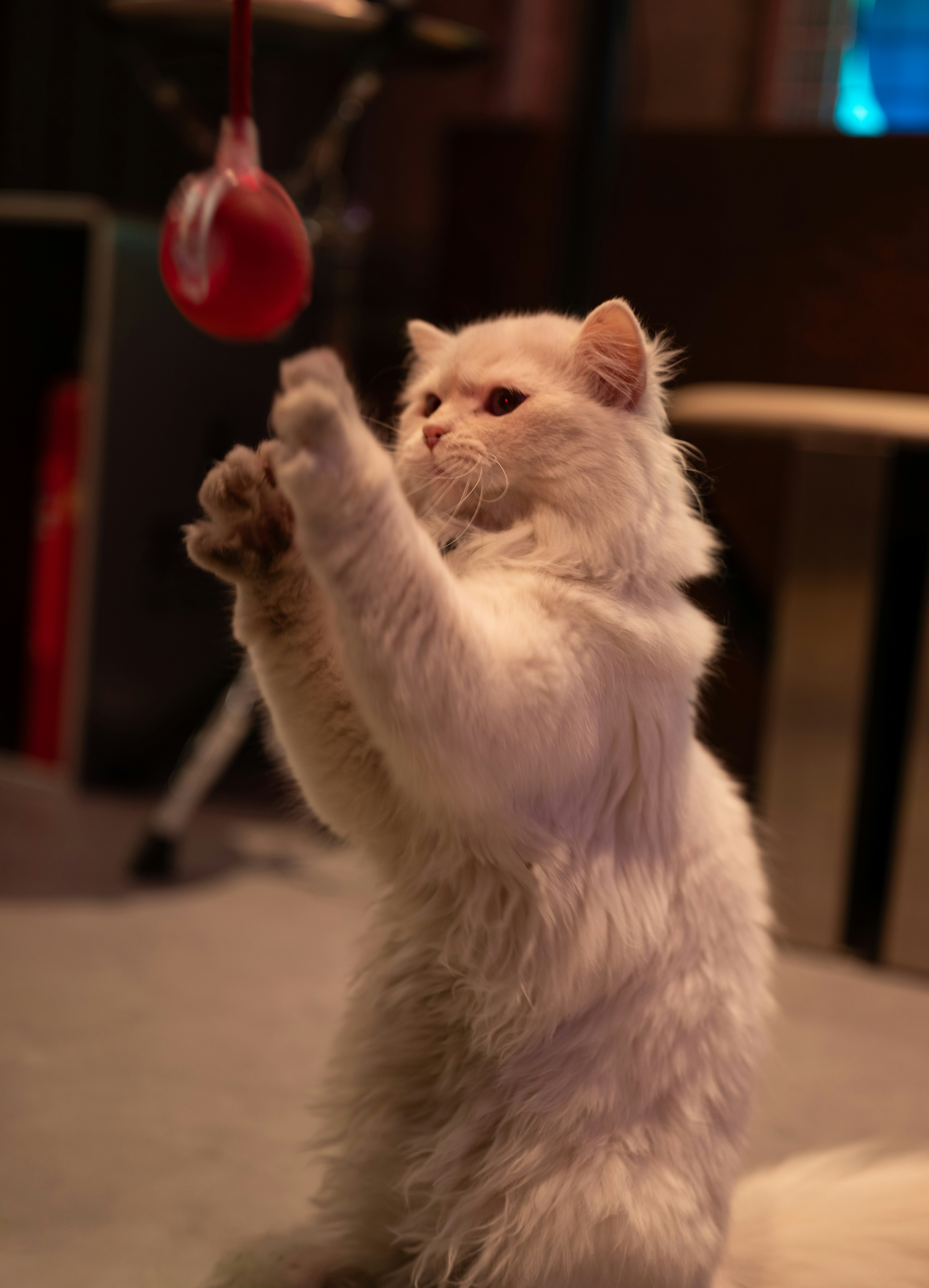 Arms Raised for Play: A Fluffy White Cat Reaches for a Red Ball