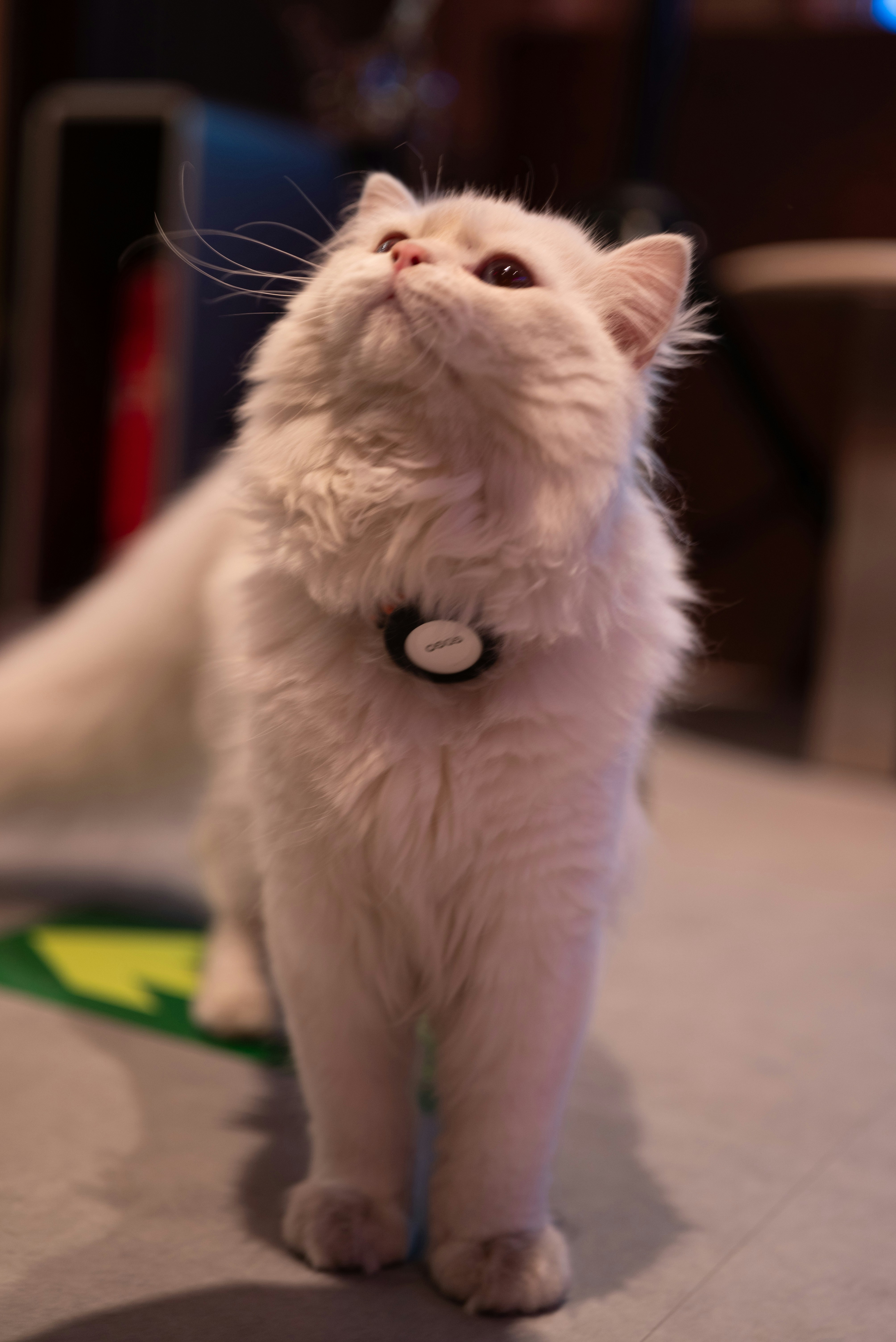 A fluffy white cat looks upwards with curiosity