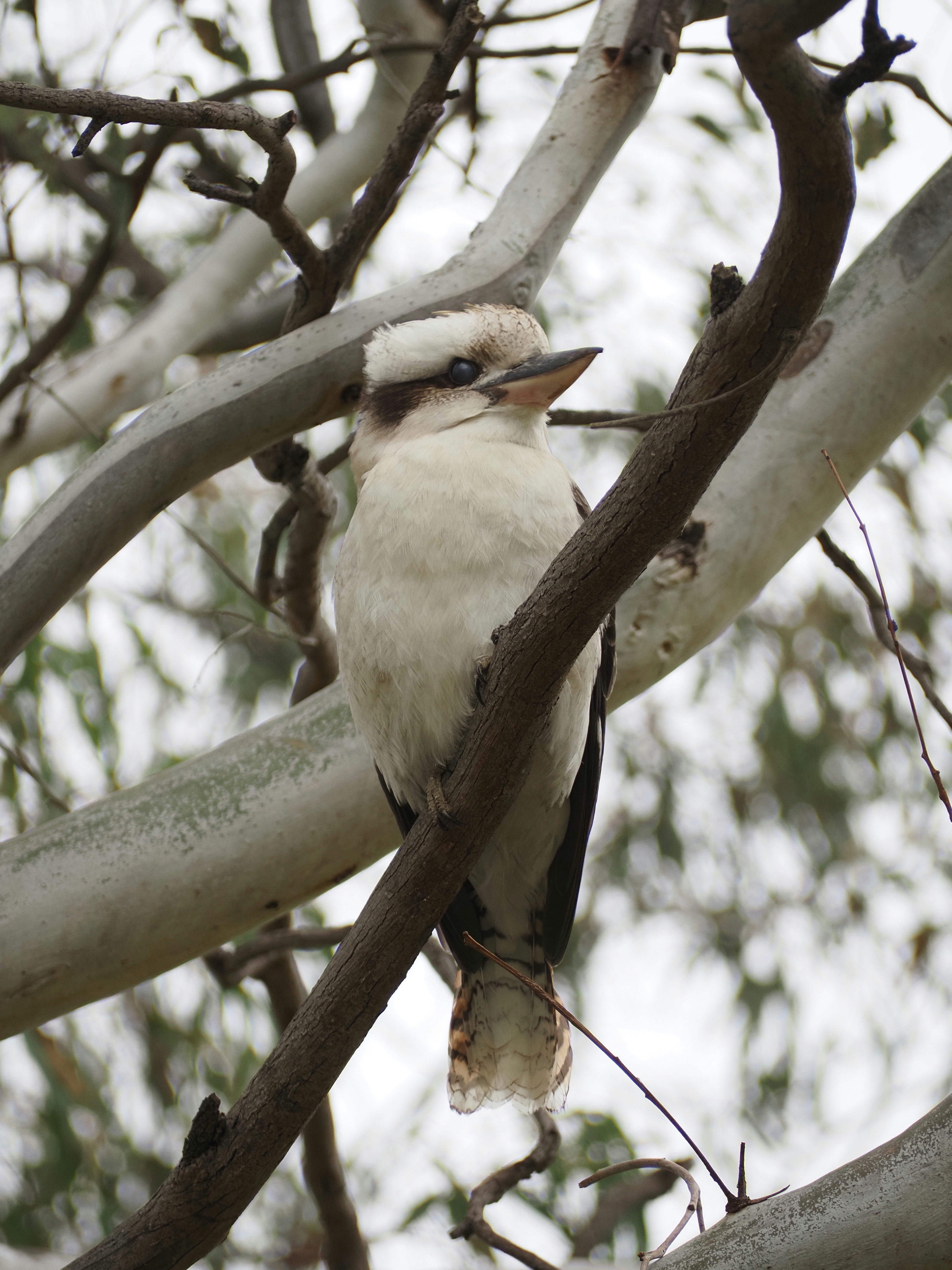 Kookaburra perched on a branch, surrounded by blurred foliage, showcasing its distinctive features and serene expression.