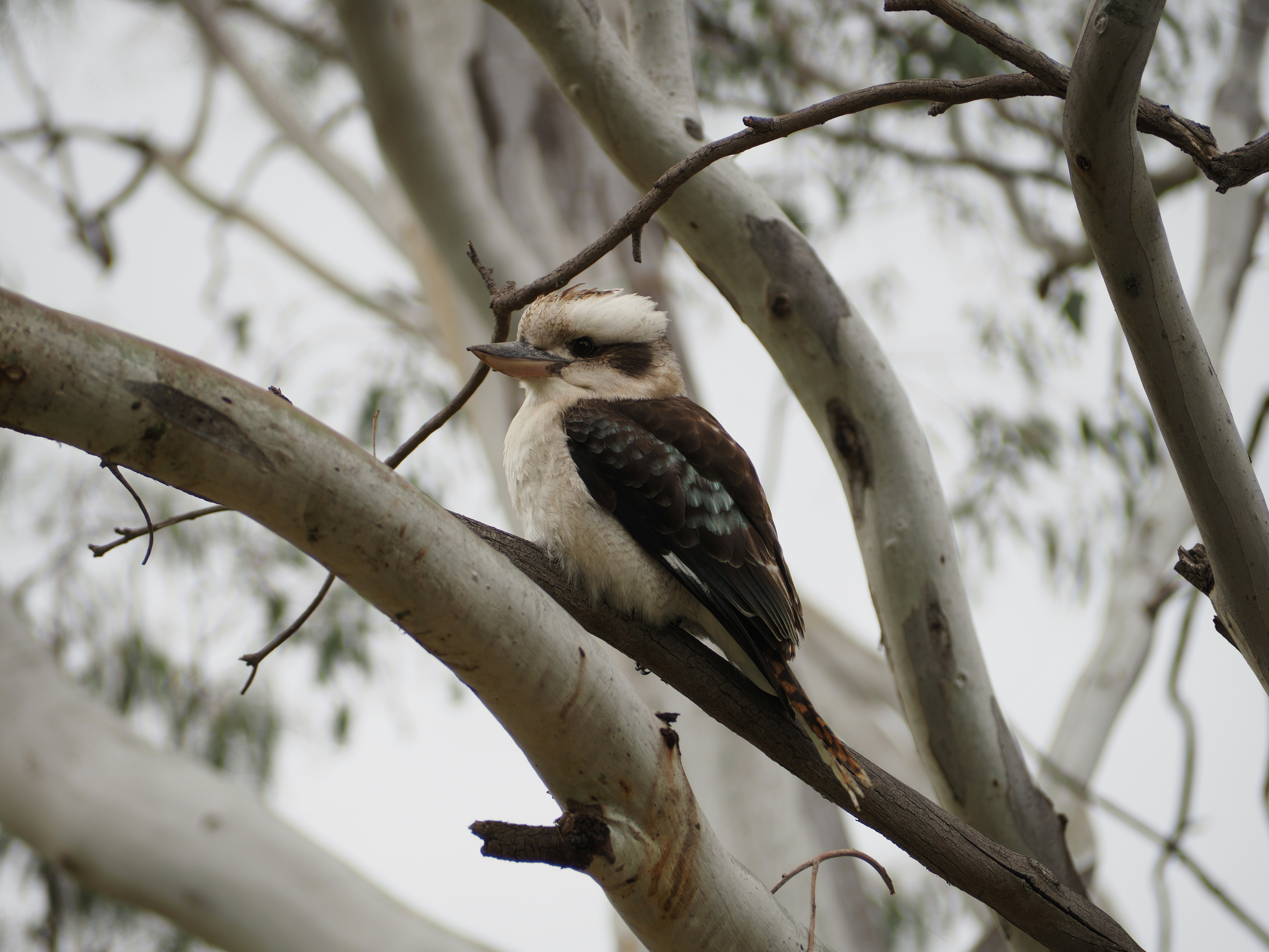 Kookaburra perched on a eucalyptus tree branch