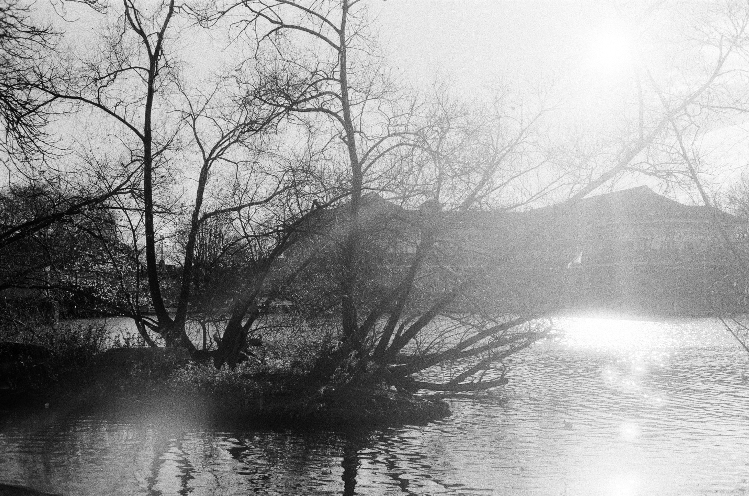 Bare trees silhouetted against a shimmering lake, with sunlight creating a soft glow on the water's surface.