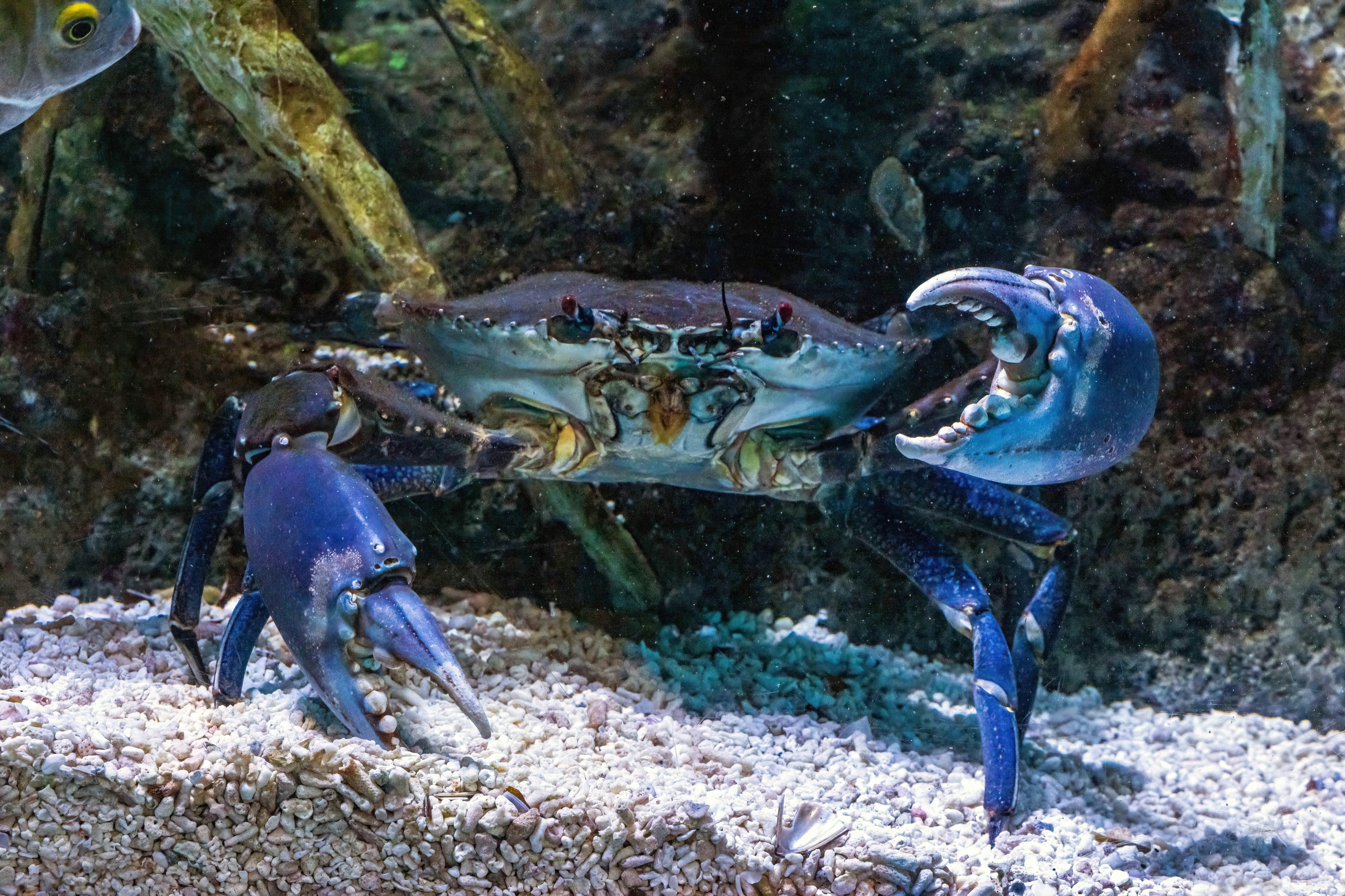 The Guardian of the Reef