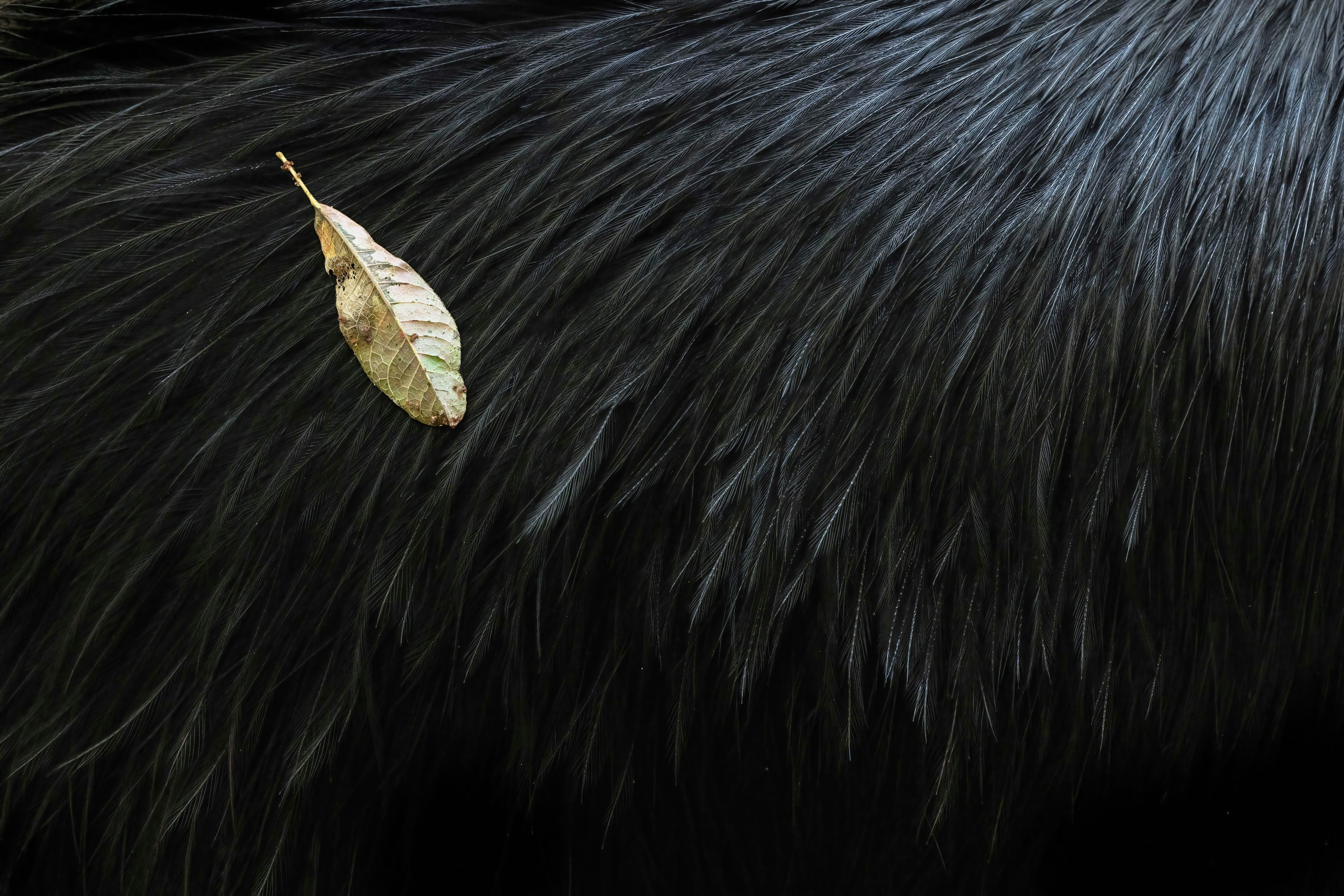 A fallen leaf on the back of a cassowary. | A single dry leaf rests on dark fur.