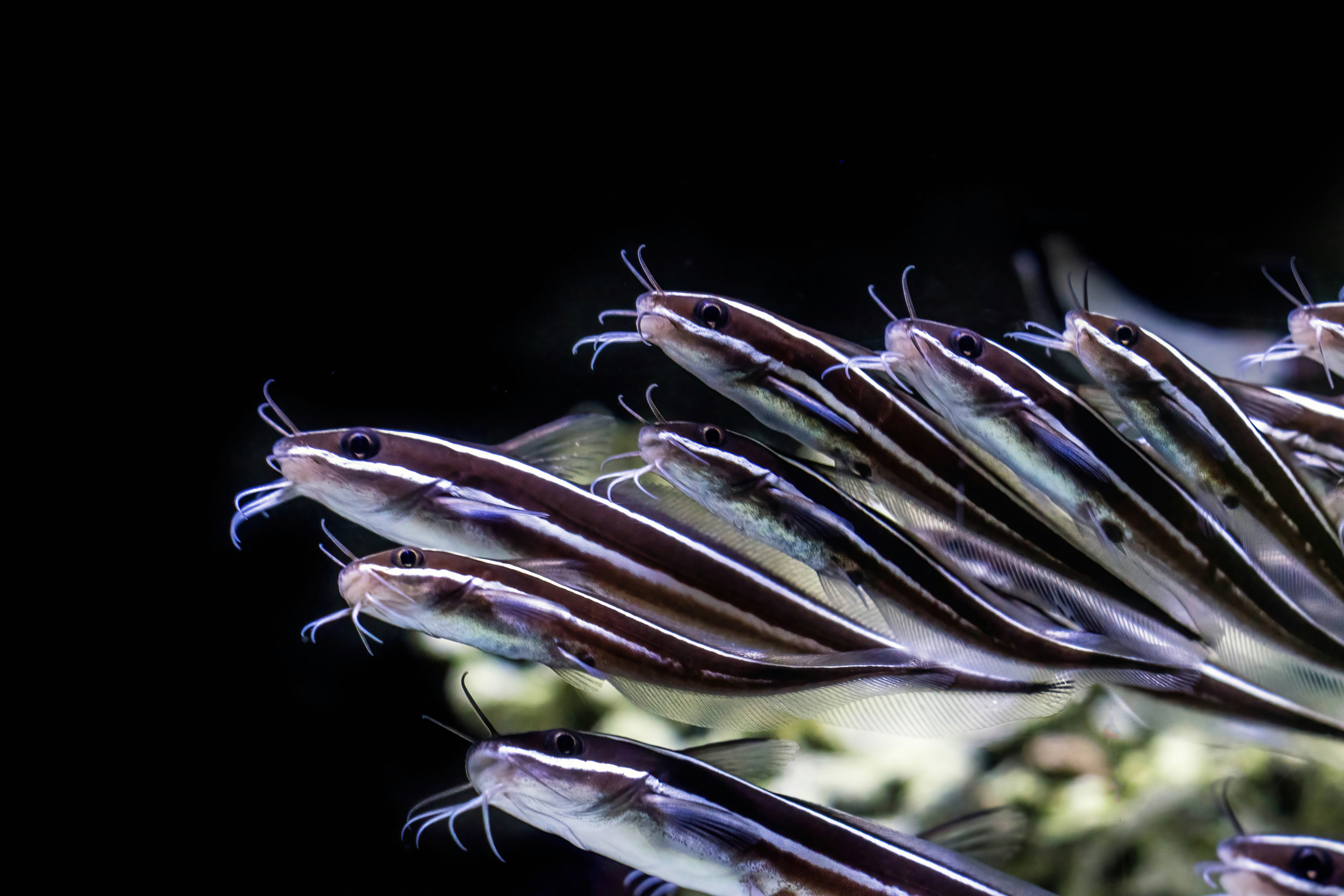 A school of striped catfish swim together. photo – Free Fish Image on ...
