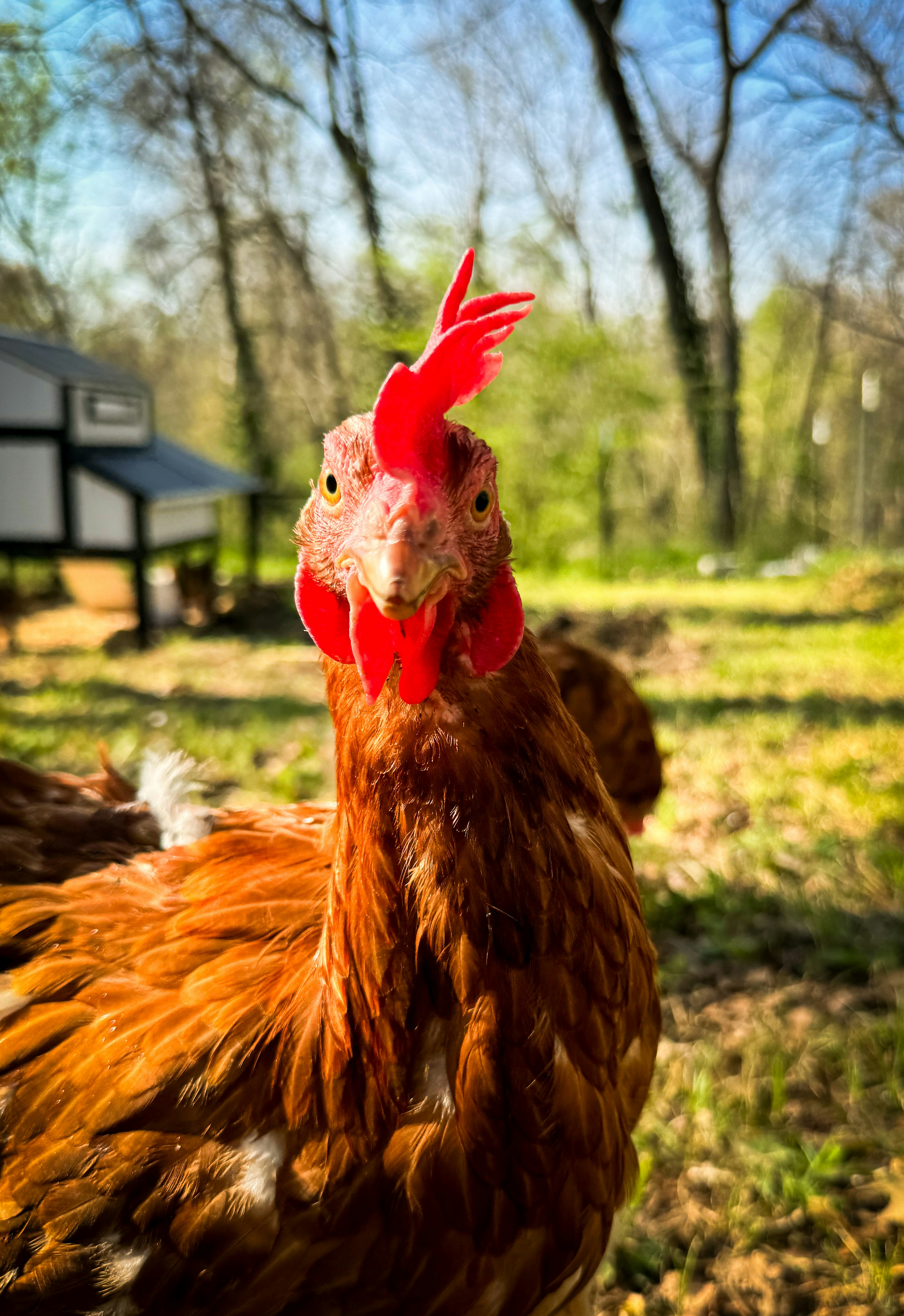 A brown chicken with a red comb looks forward.
