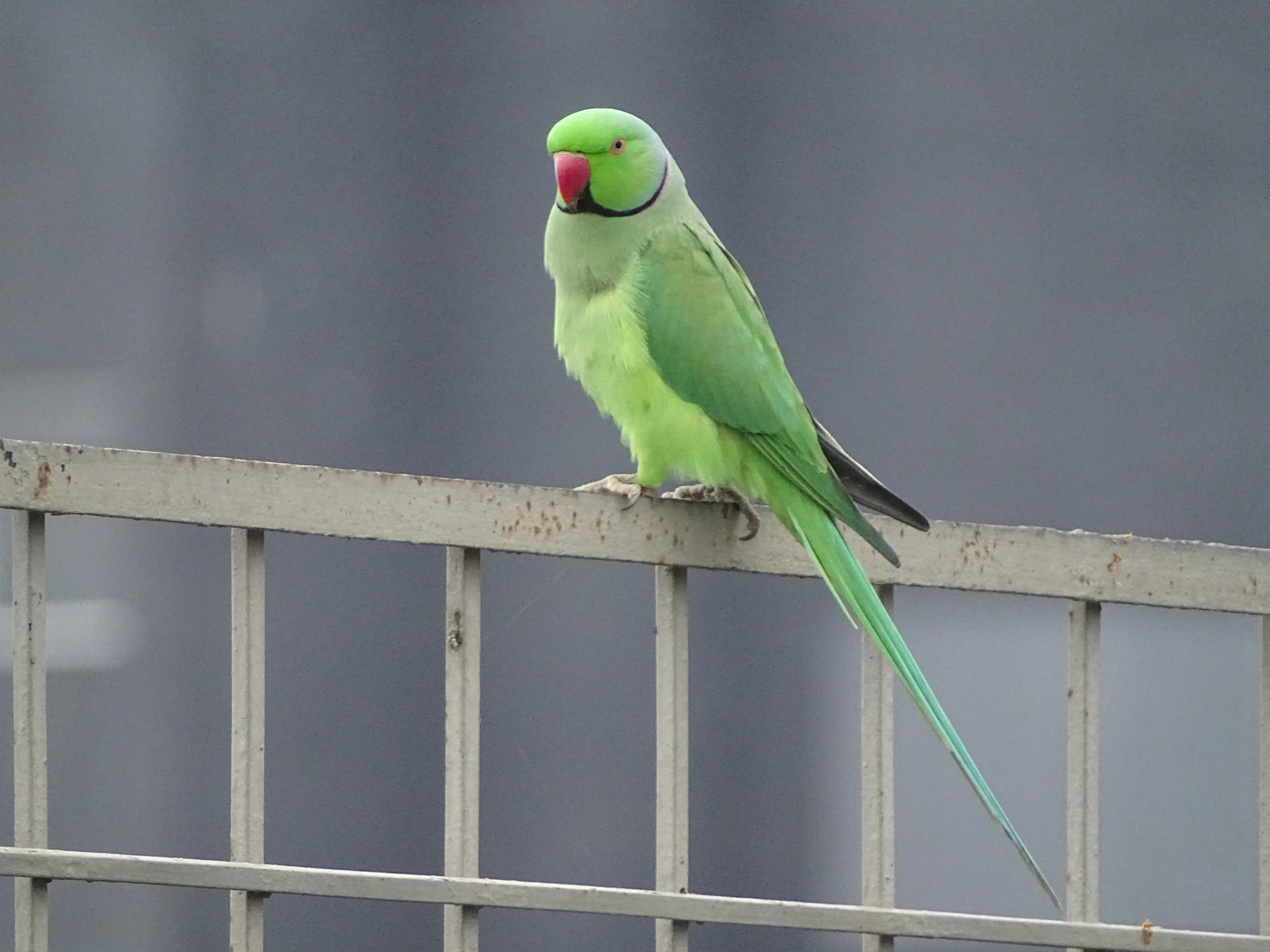 Emerald Sentinel: The Green Parakeet's Watchful Gaze