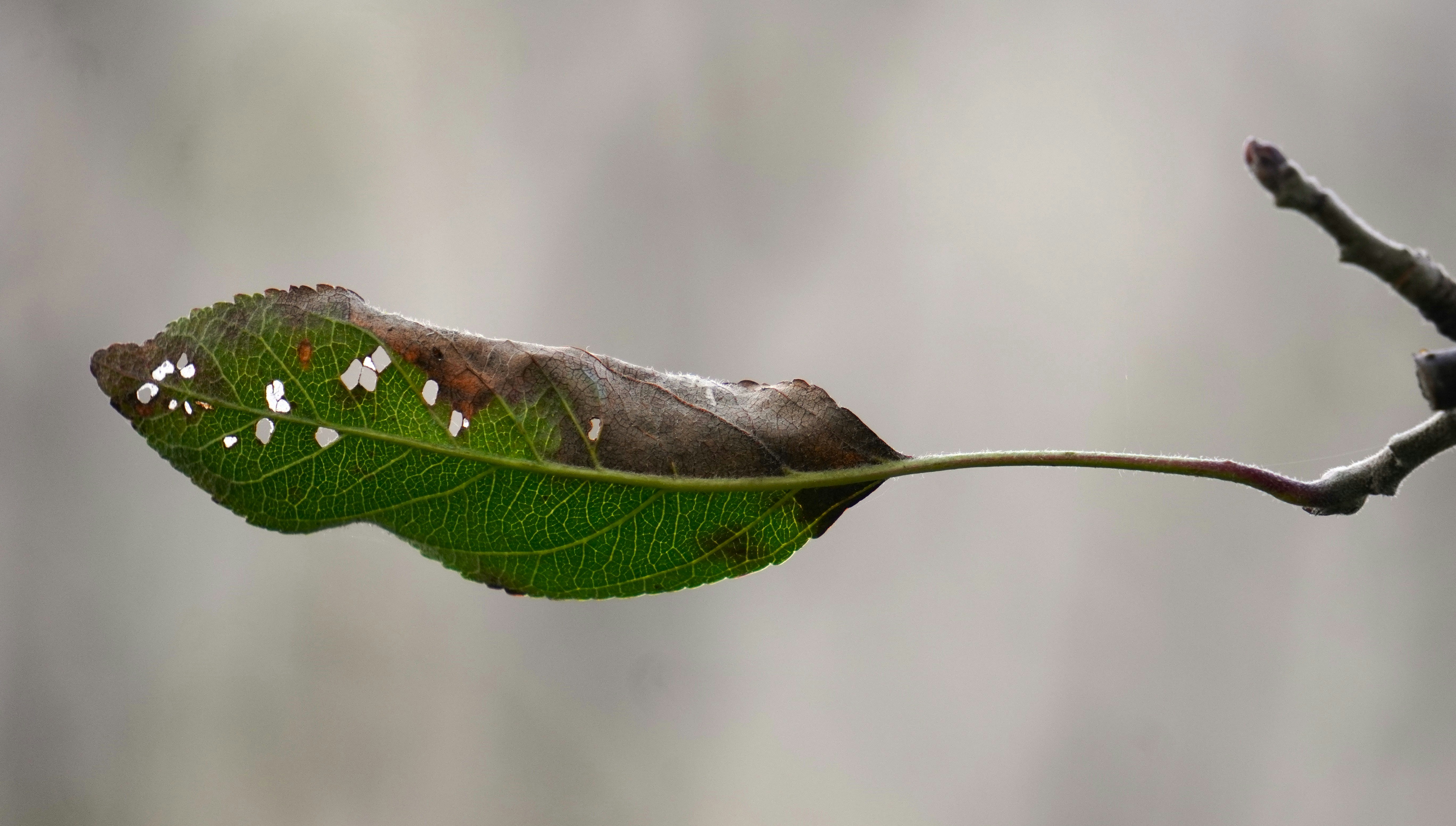 A single leaf with brown spots on a branch