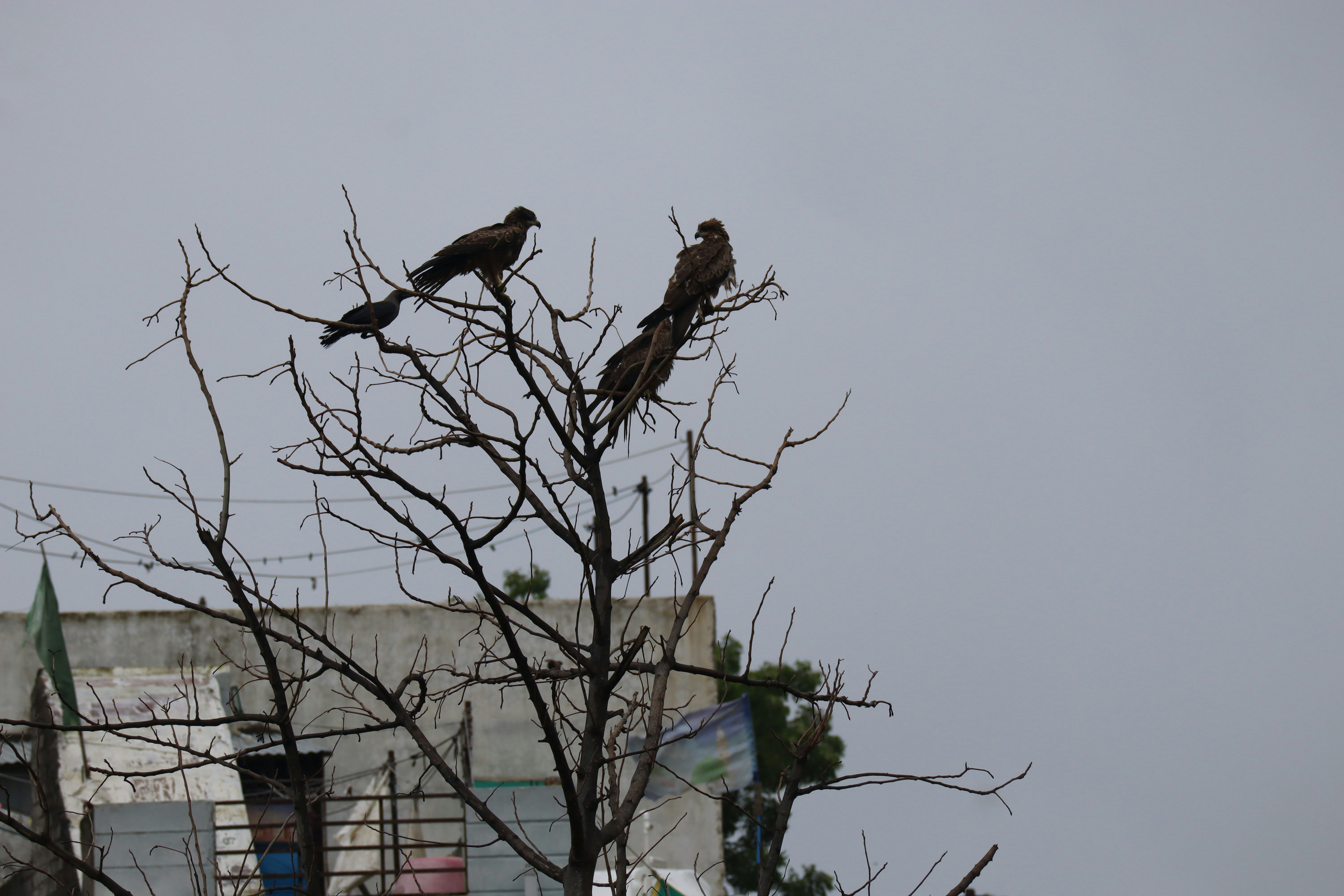 Two Sentinels on a Leafless Branch Over a Grey Rooftop