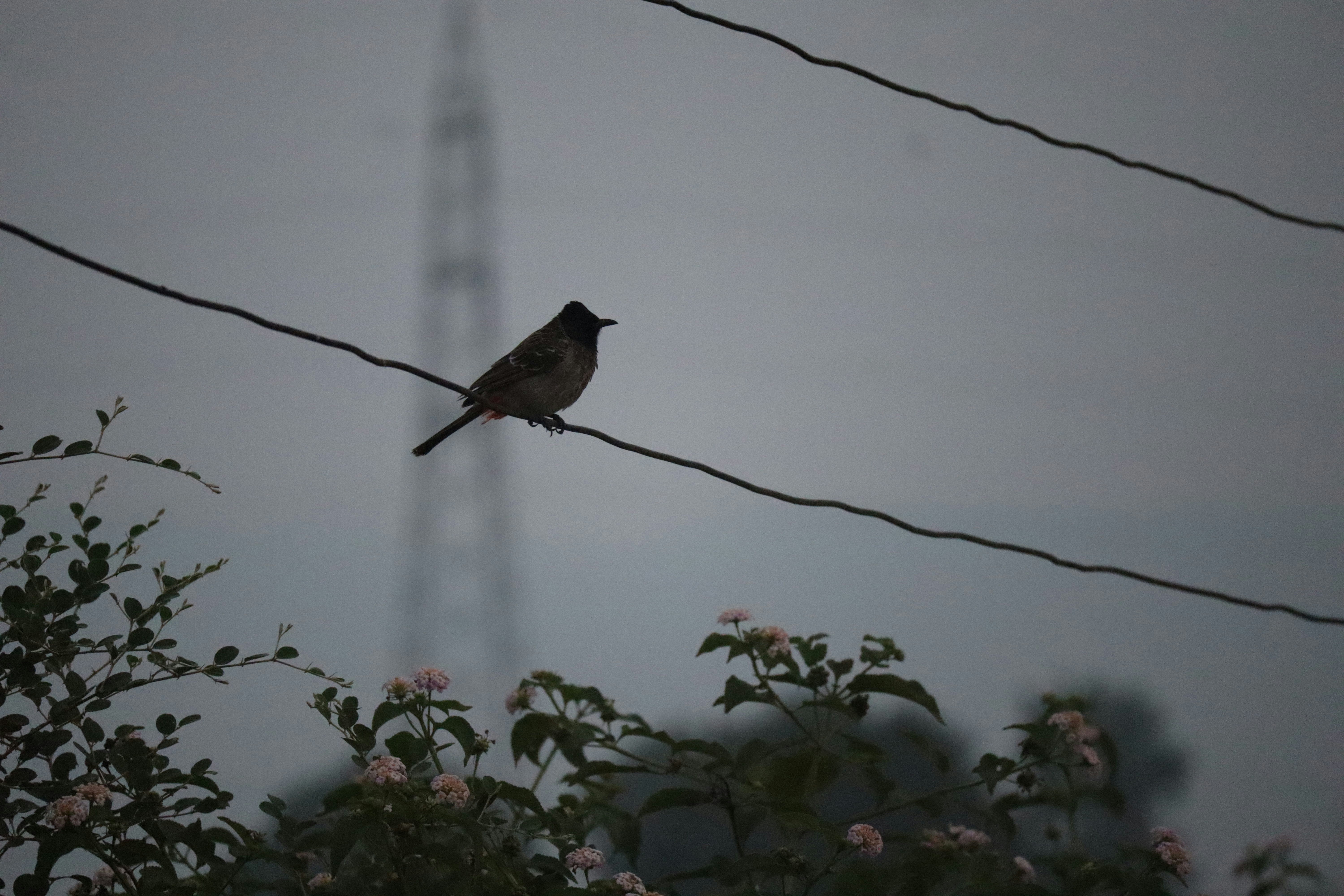 Silent Watcher of the Twilight