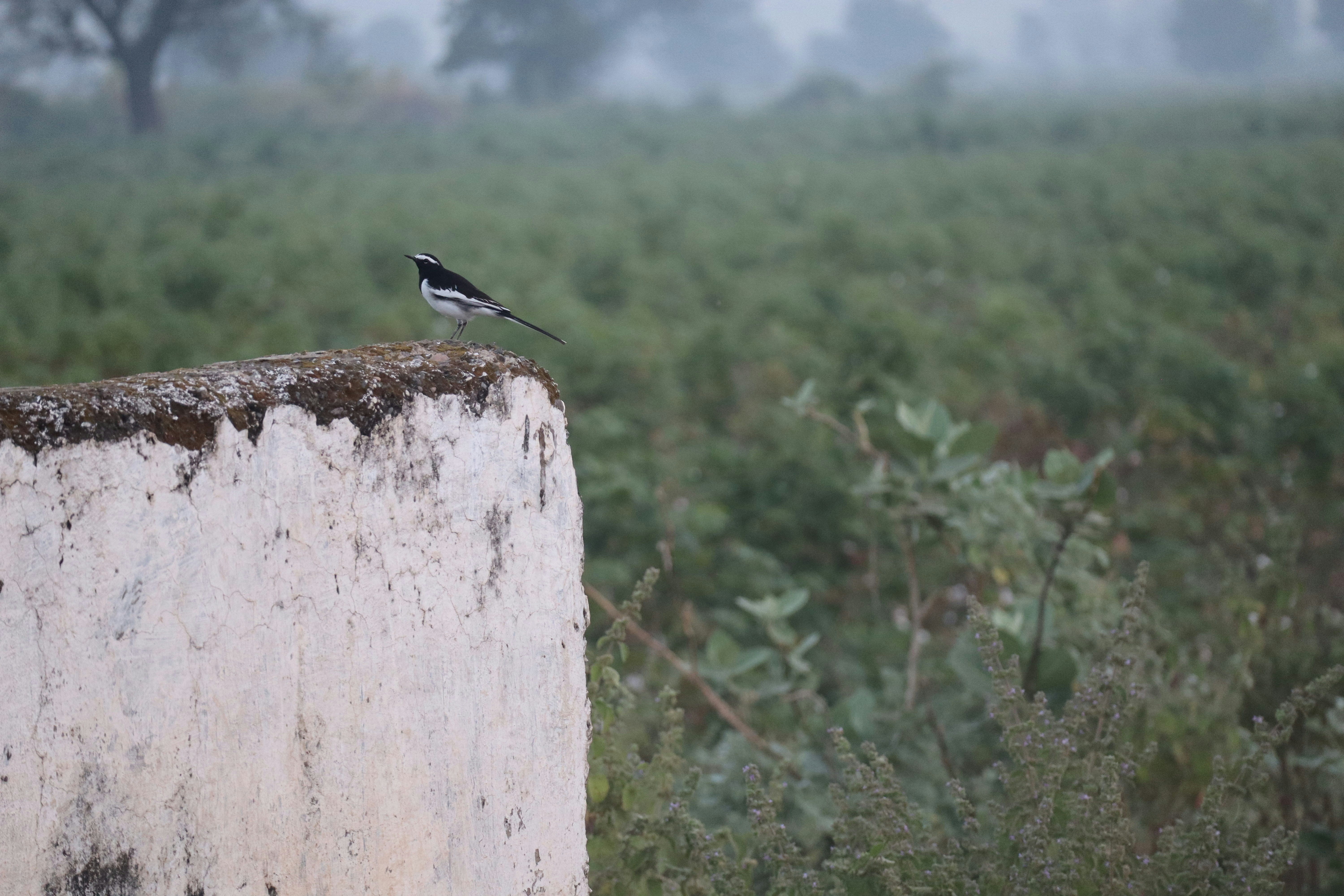 Perched on a Weathered Block: A Black-and-White Spotlight over a Verdant Field