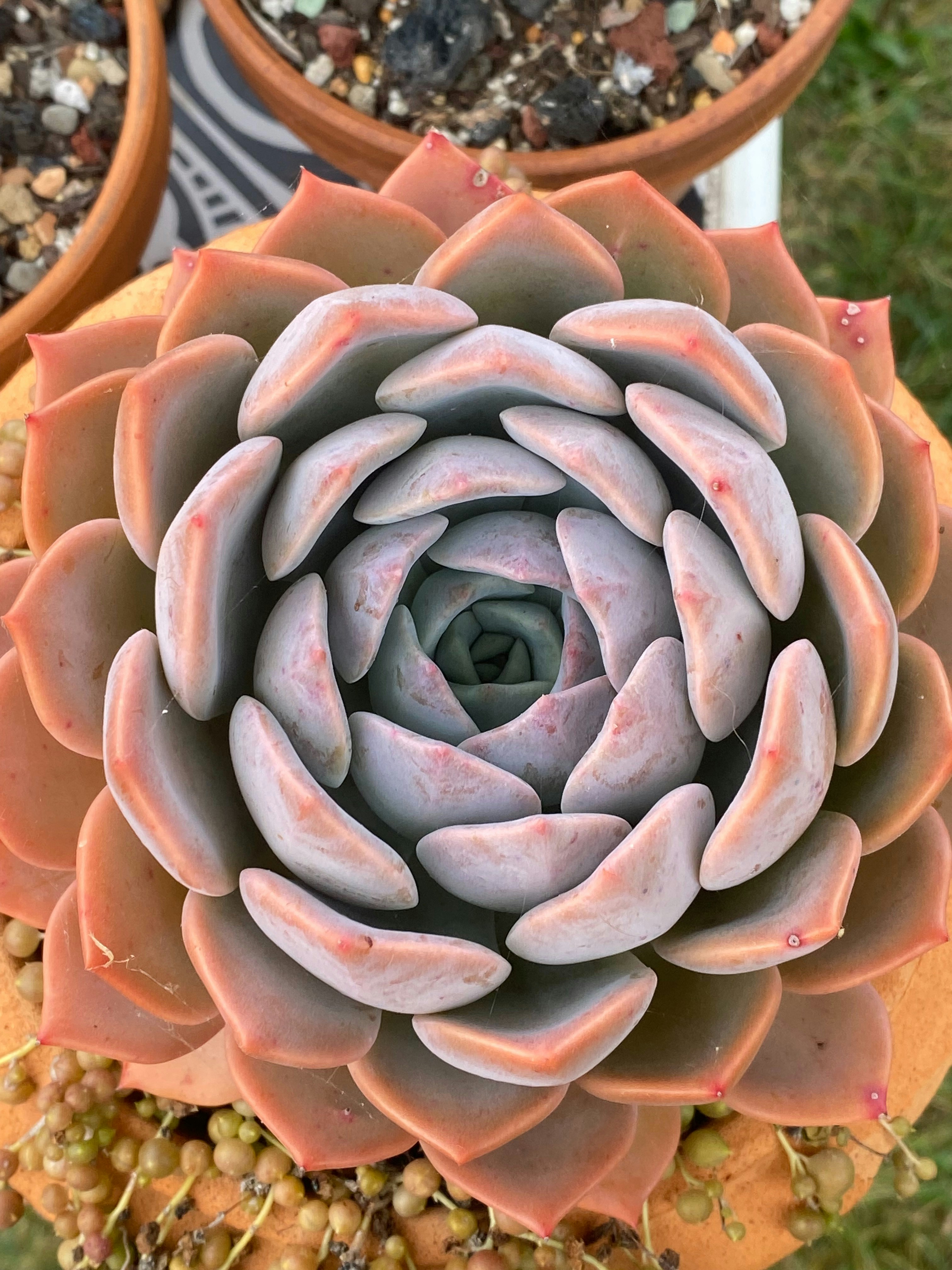 E. Orion | Close-up of a blooming succulent plant
