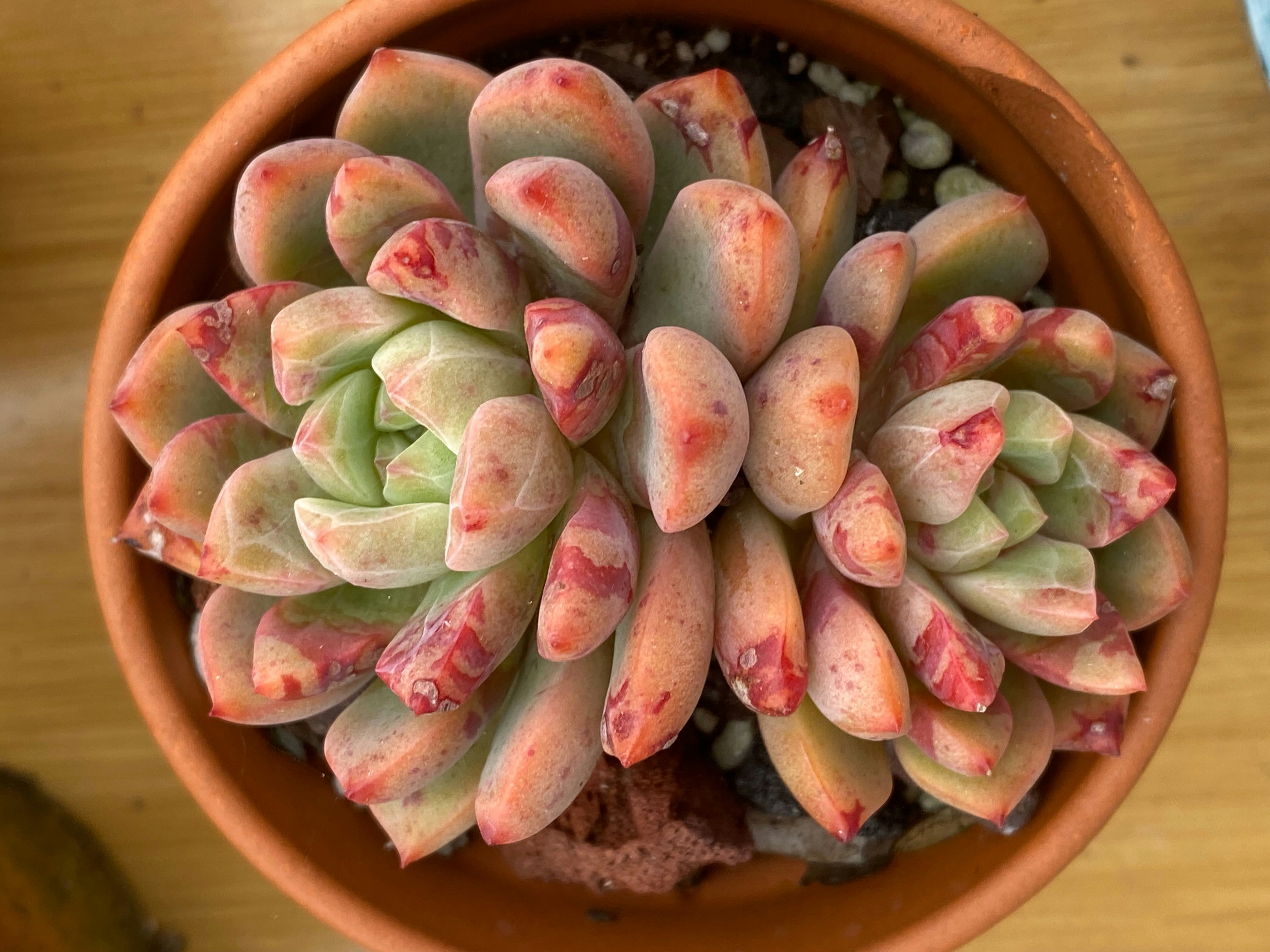 Blush-Edged Rosette in a Terracotta Pot