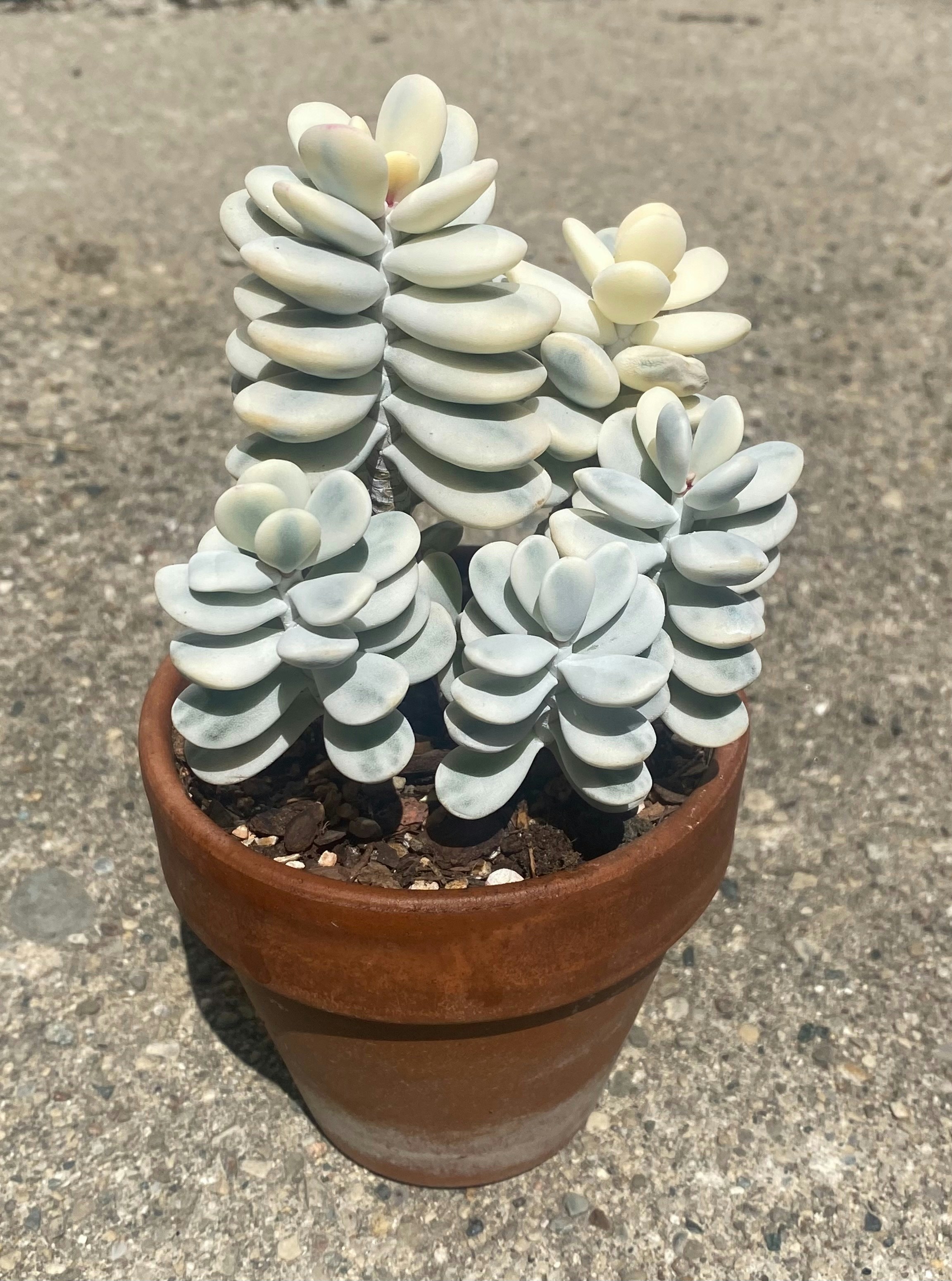 C. Orbiculata 'Unicorn Poop'
