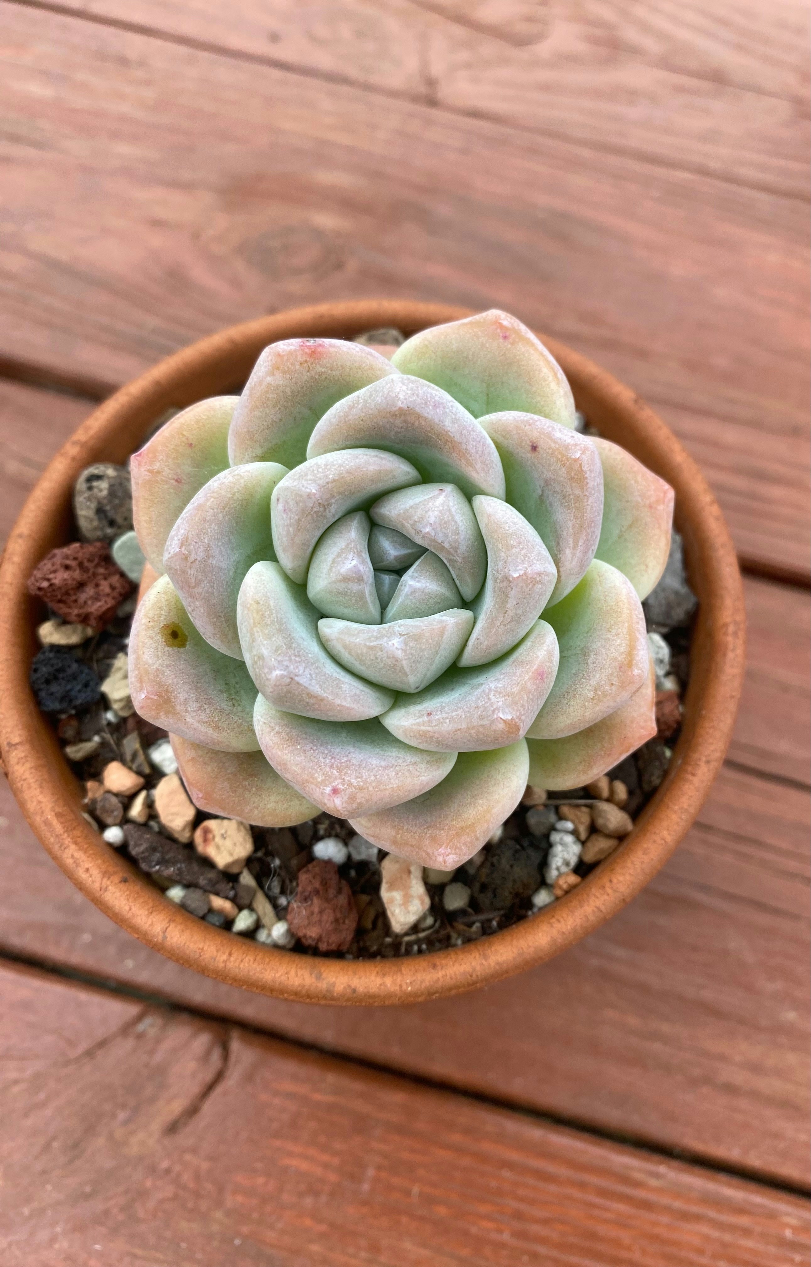 A close-up of a succulent plant displaying intricate rosette patterns, nestled in a terracotta pot filled with various stones. The textures and colors highlight the beauty of nature.