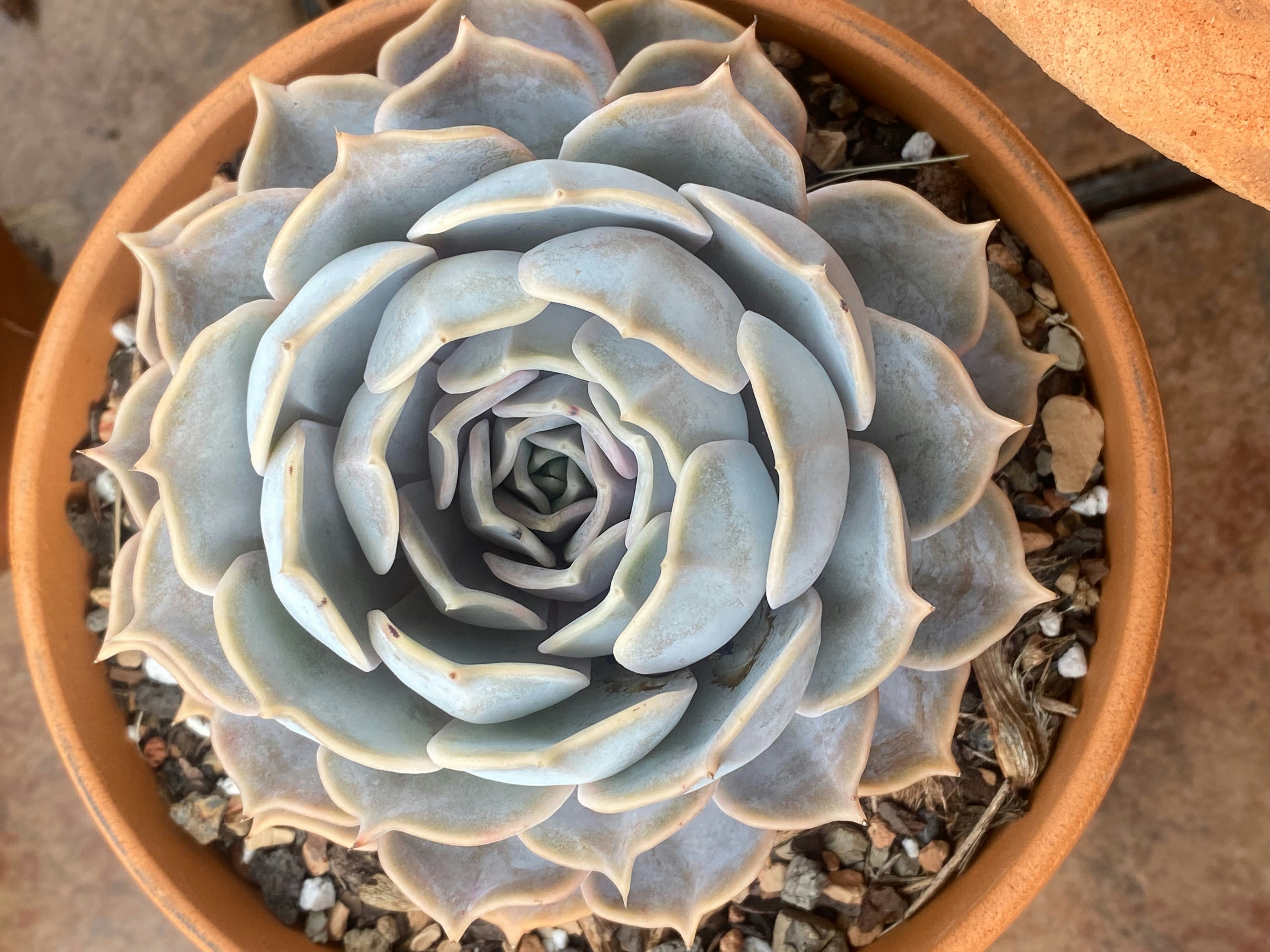 Central Blue-Gray Rosette in Clay: A Top-Down Study of a Desert Succulent