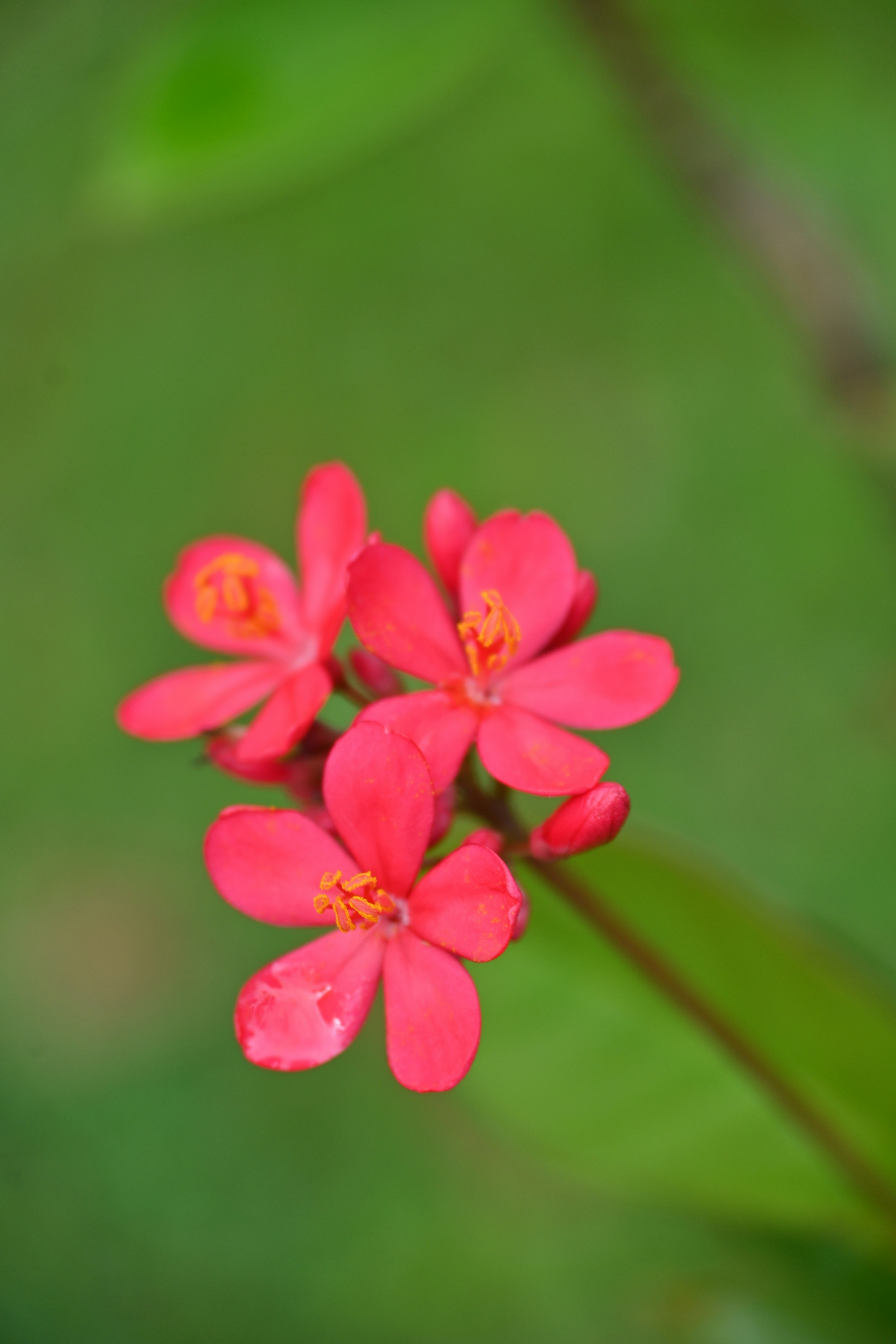 Scarlet Petal Cluster in Velvet Green Blur