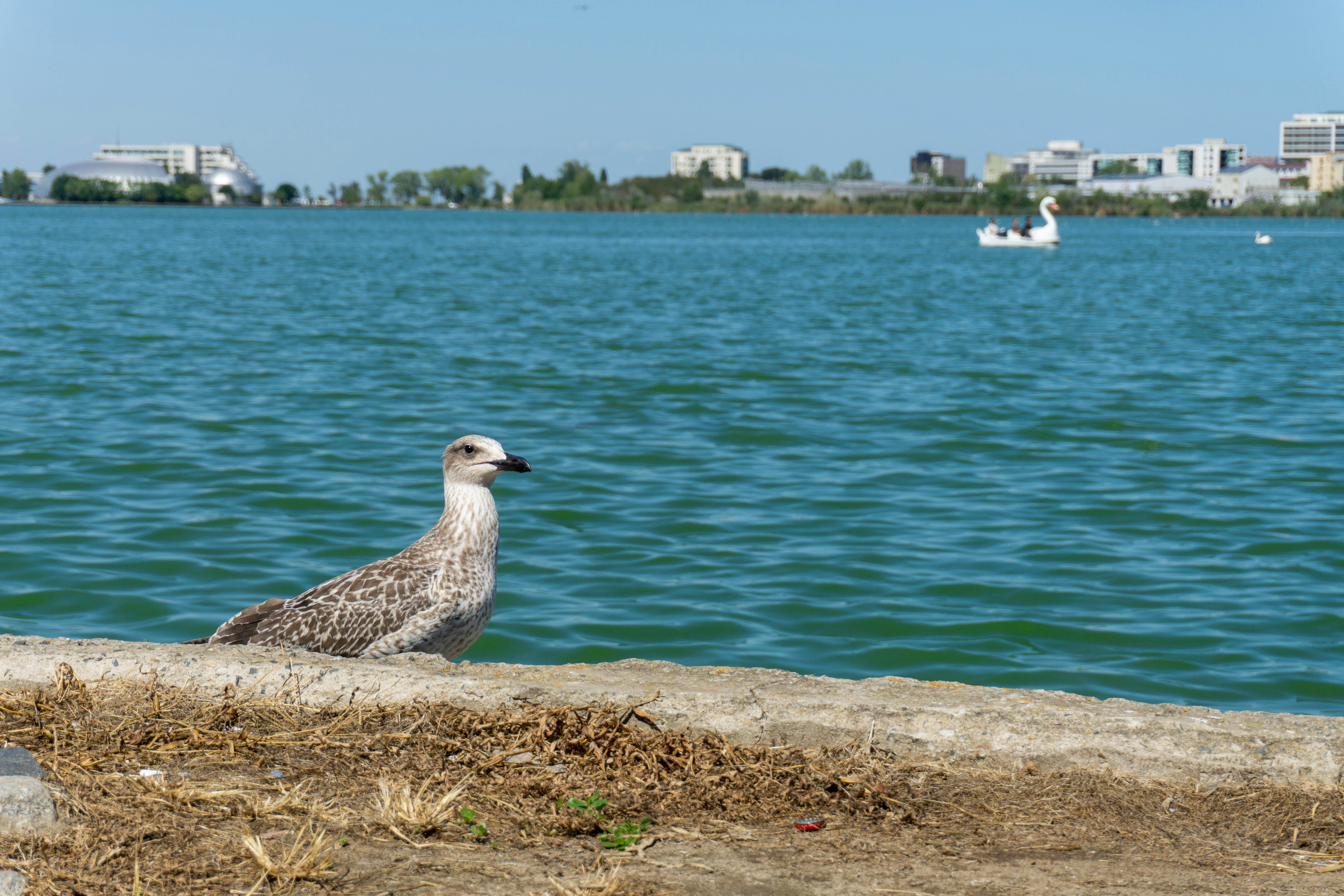 Serene Shores: A Seagull's Resting Spot