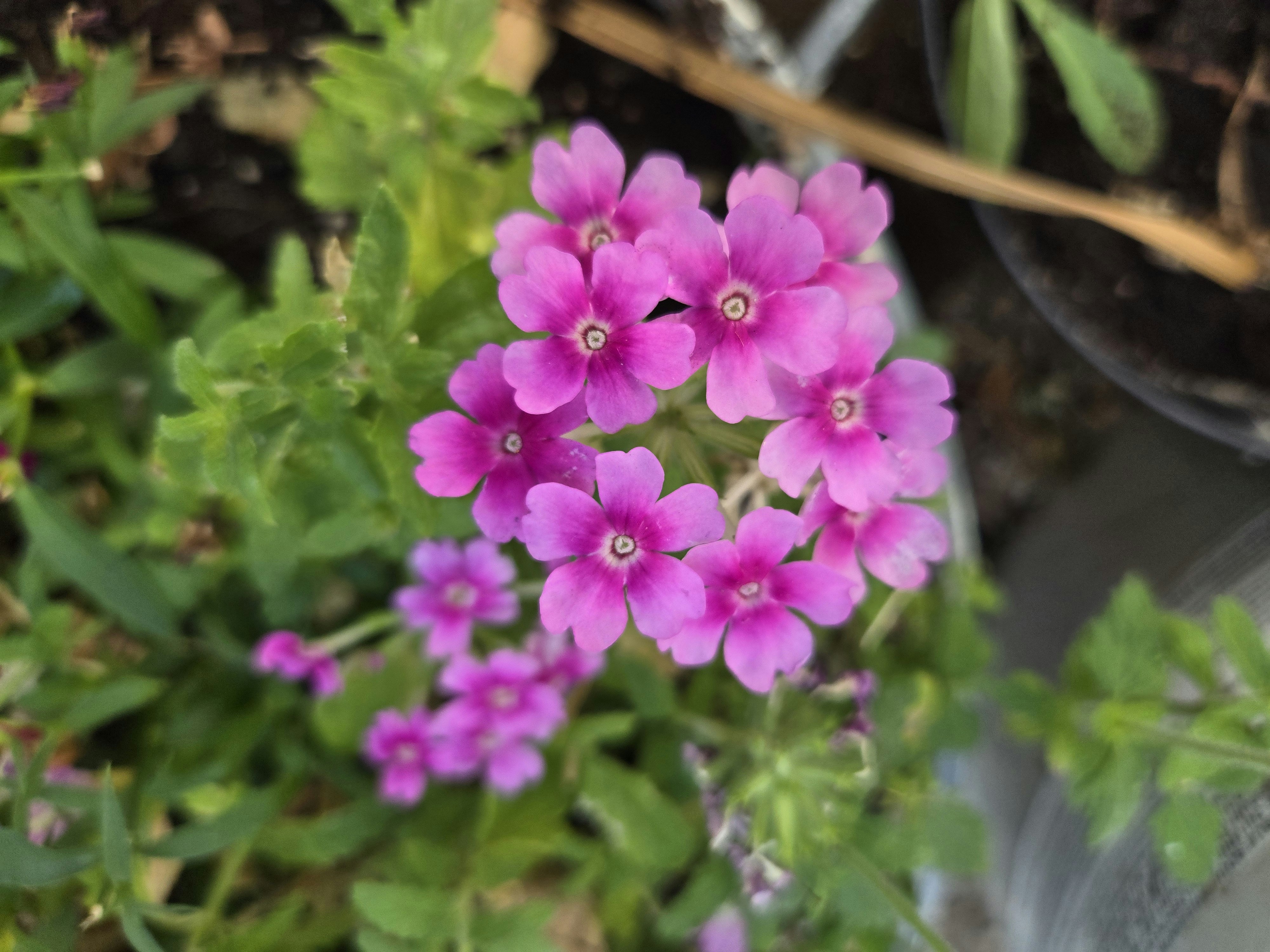 Whispers of Spring: A Floral Symphony