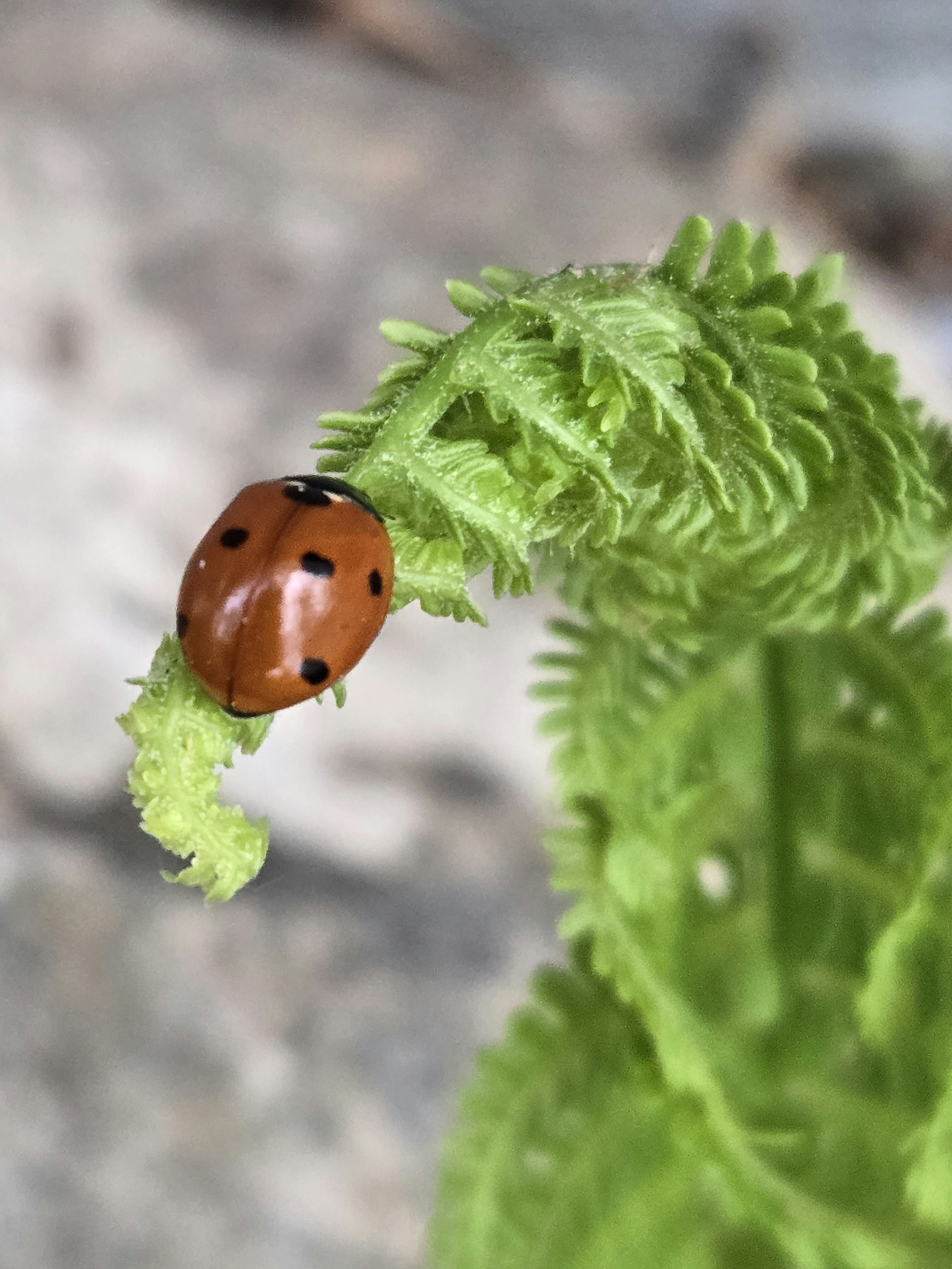 Close-up photograph of a crimson ladybug on a curling green fern frond, with a softly blurred background.