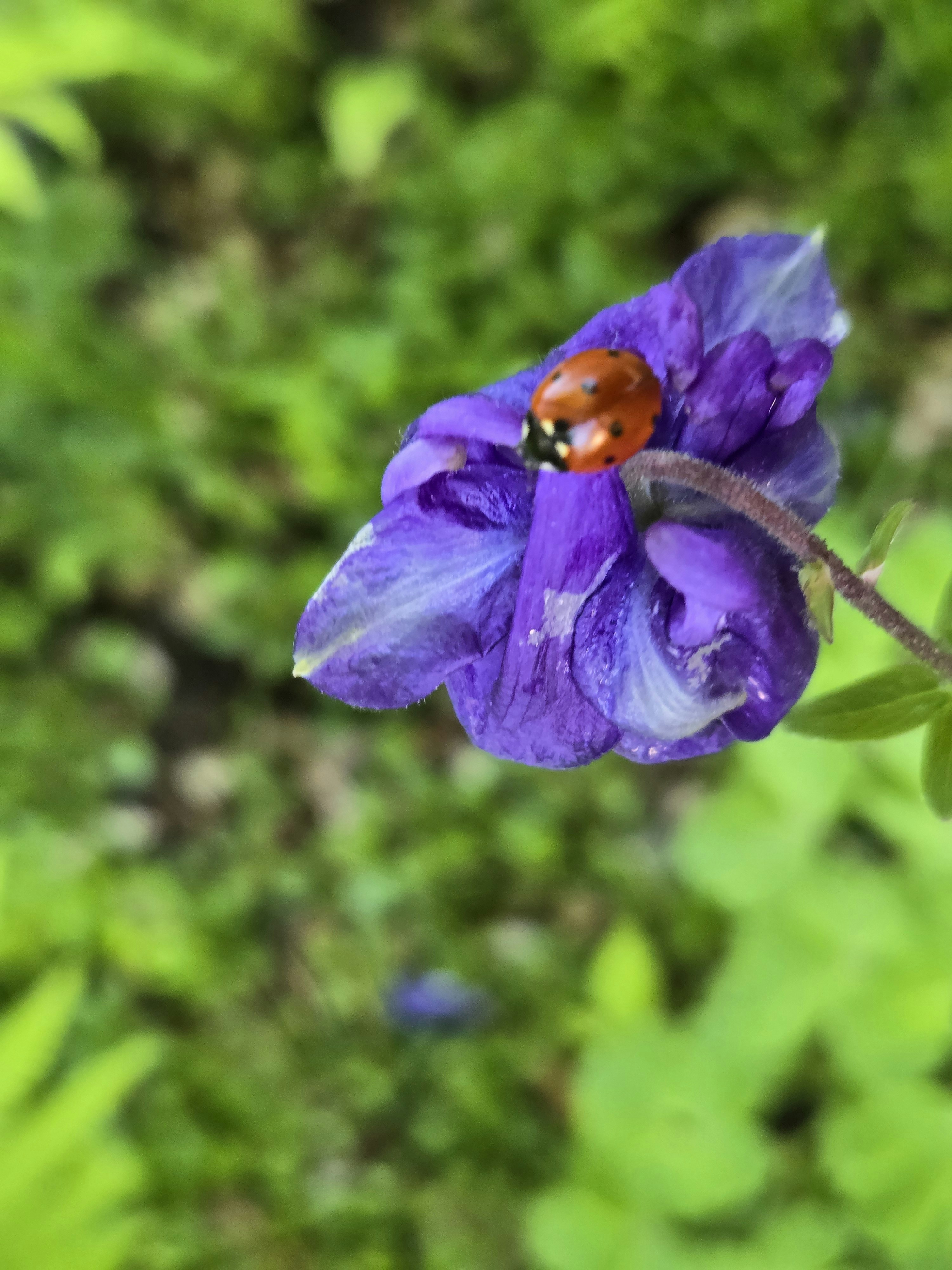 Ladybug on Violet Bloom: a miniature drama in purple