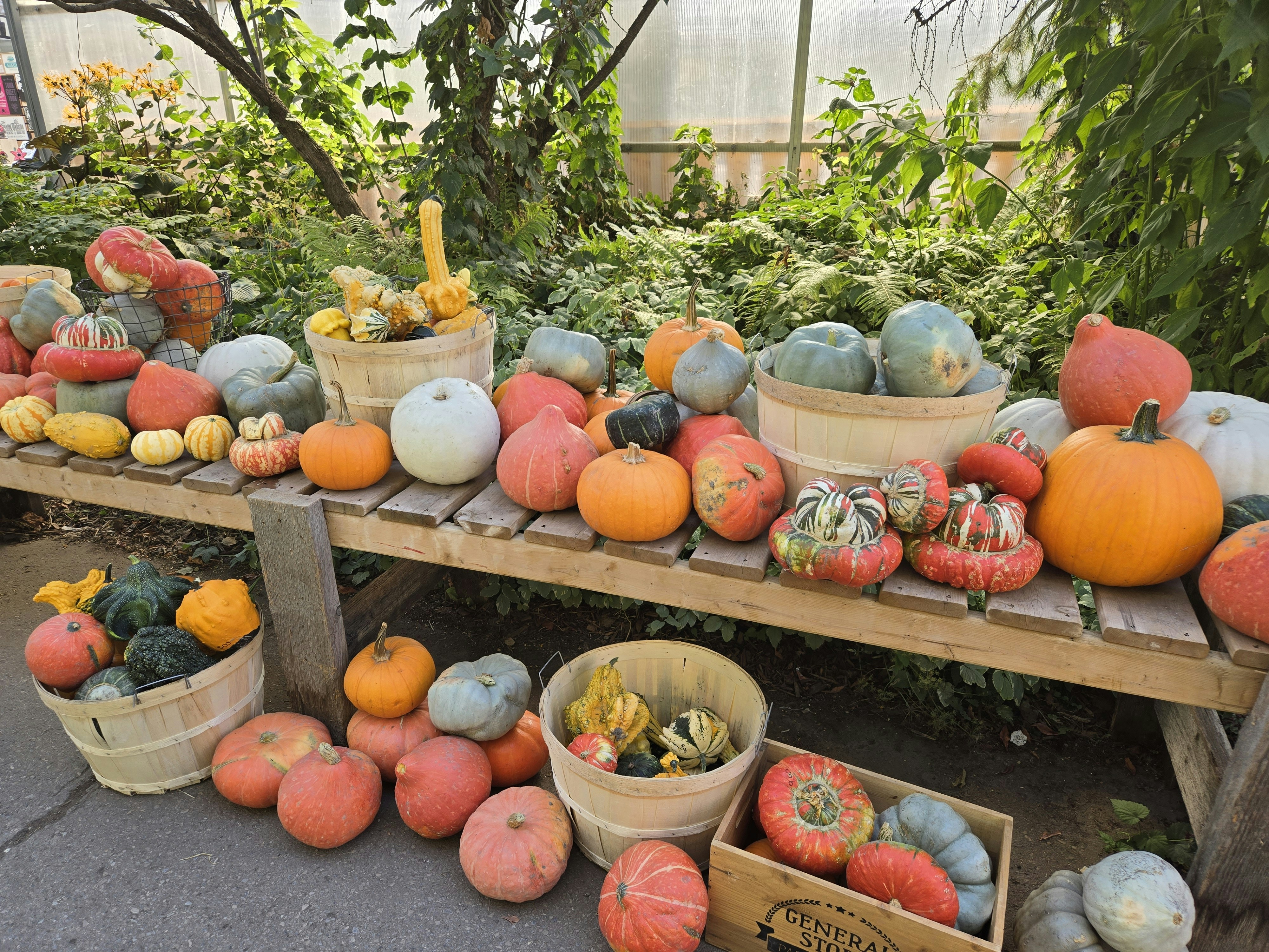Harvest Harmony: A Cornucopia of Colorful Gourds