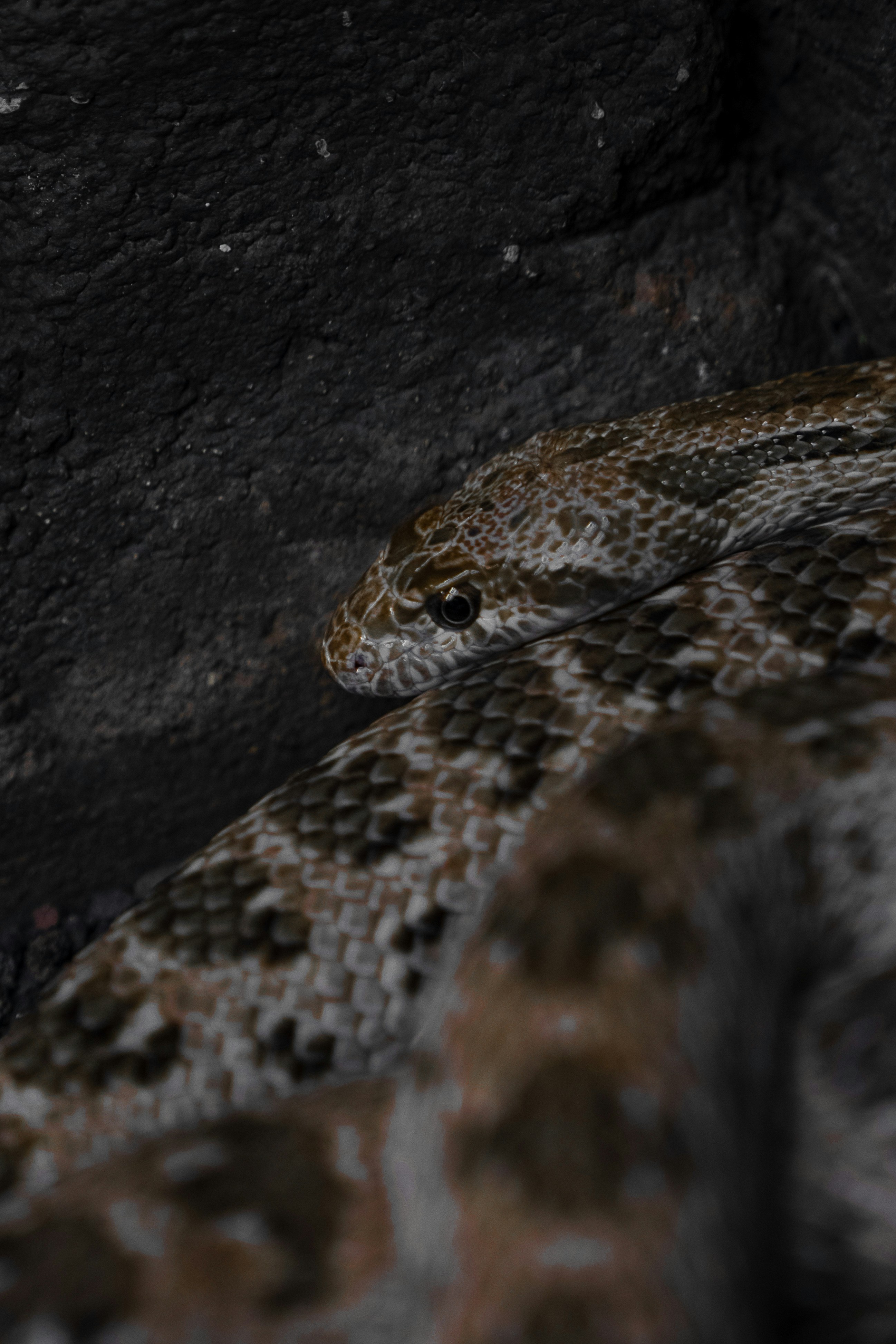 Design that took millions of years. Luxury that no brand can replicate.