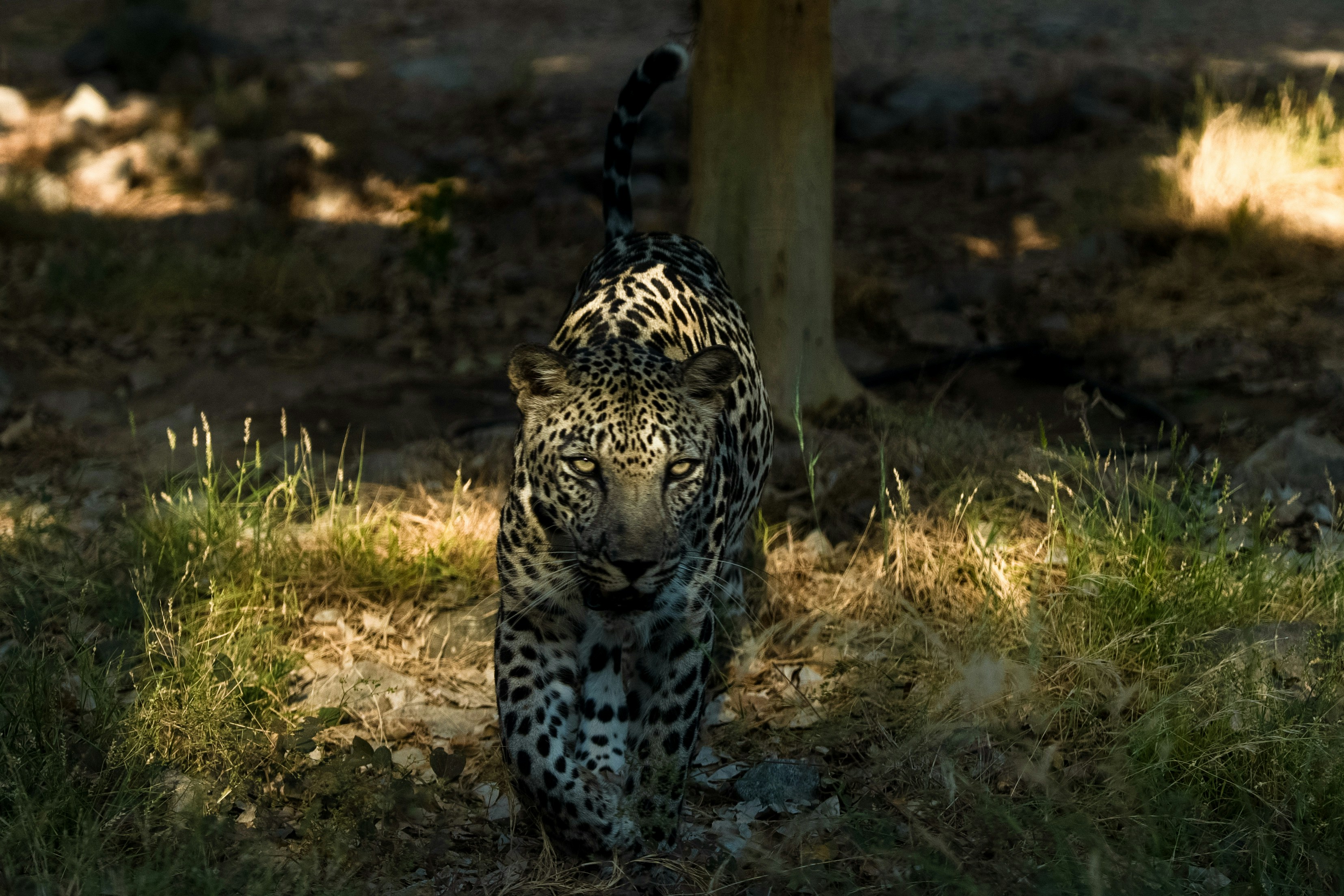 Shadowed Approach: Leopard Steps Through Dappled Light