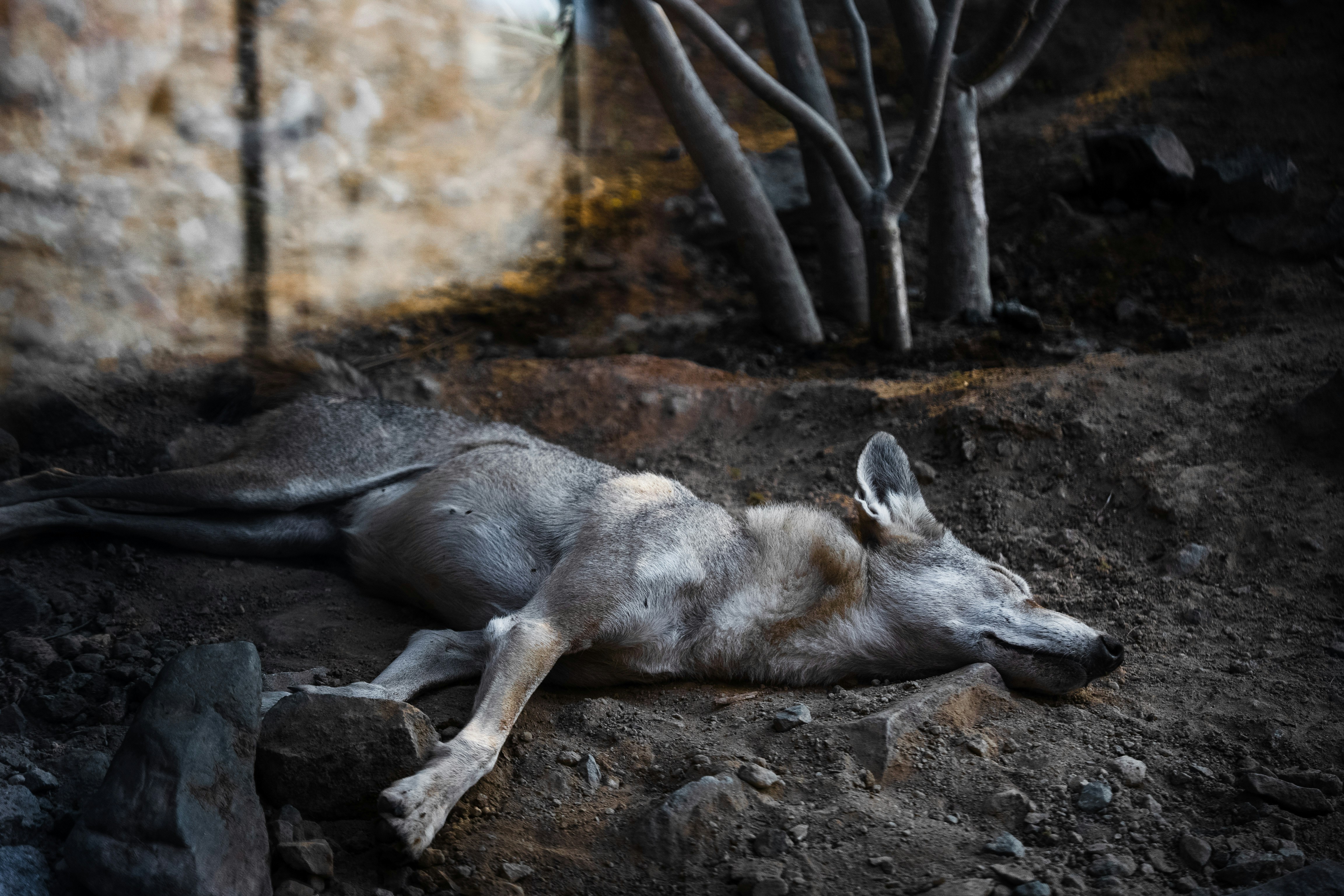 Silent Slumber in the Desert Shade
