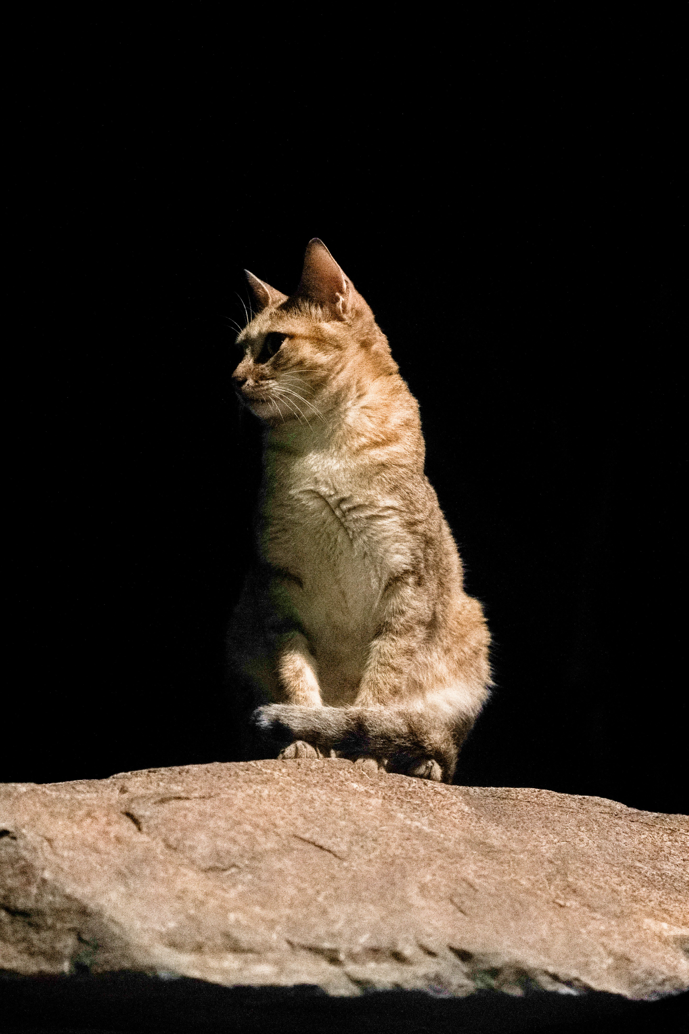 Silent Observer in the Shadows