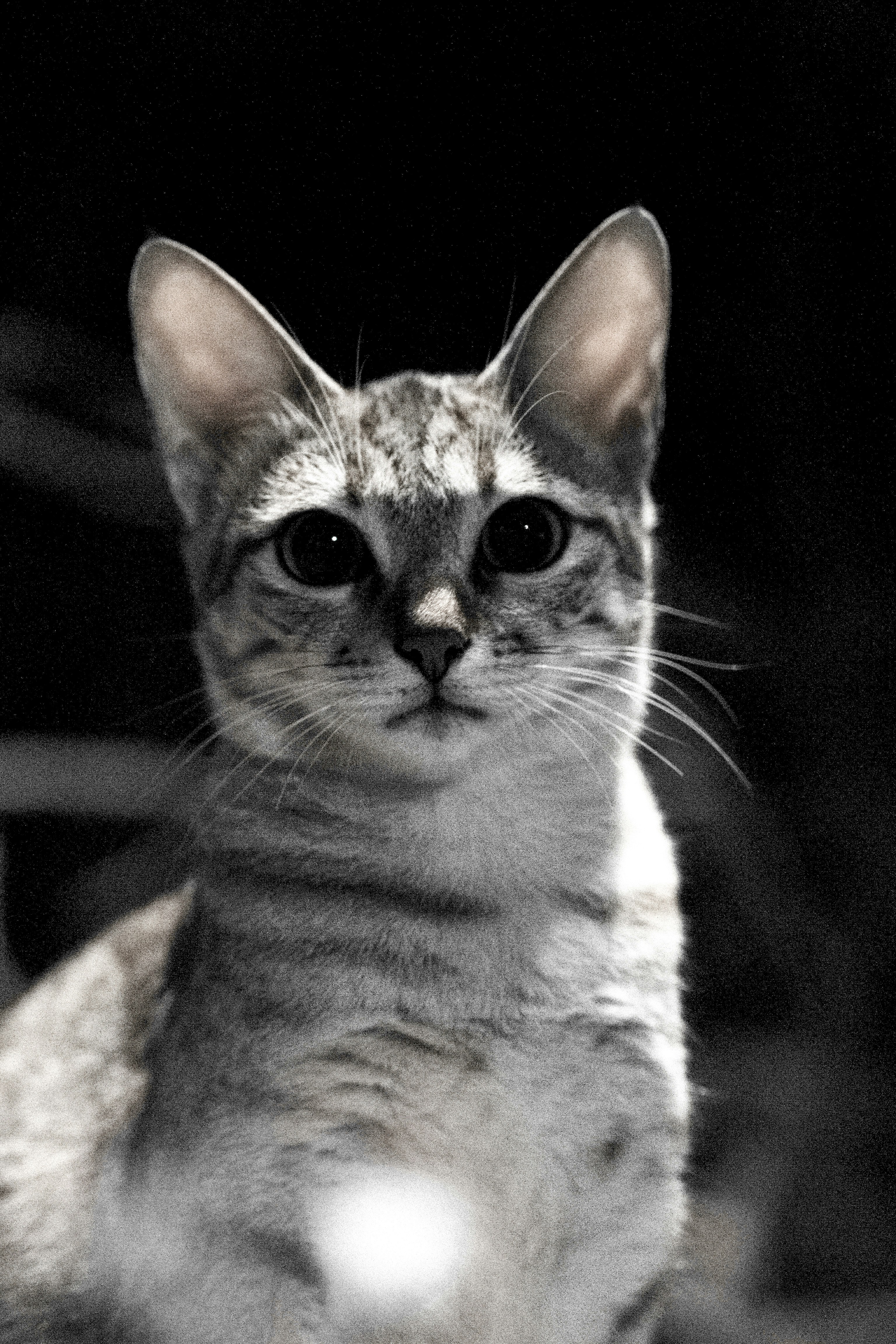 Midnight Gaze: A Curious Cat Under Starlight