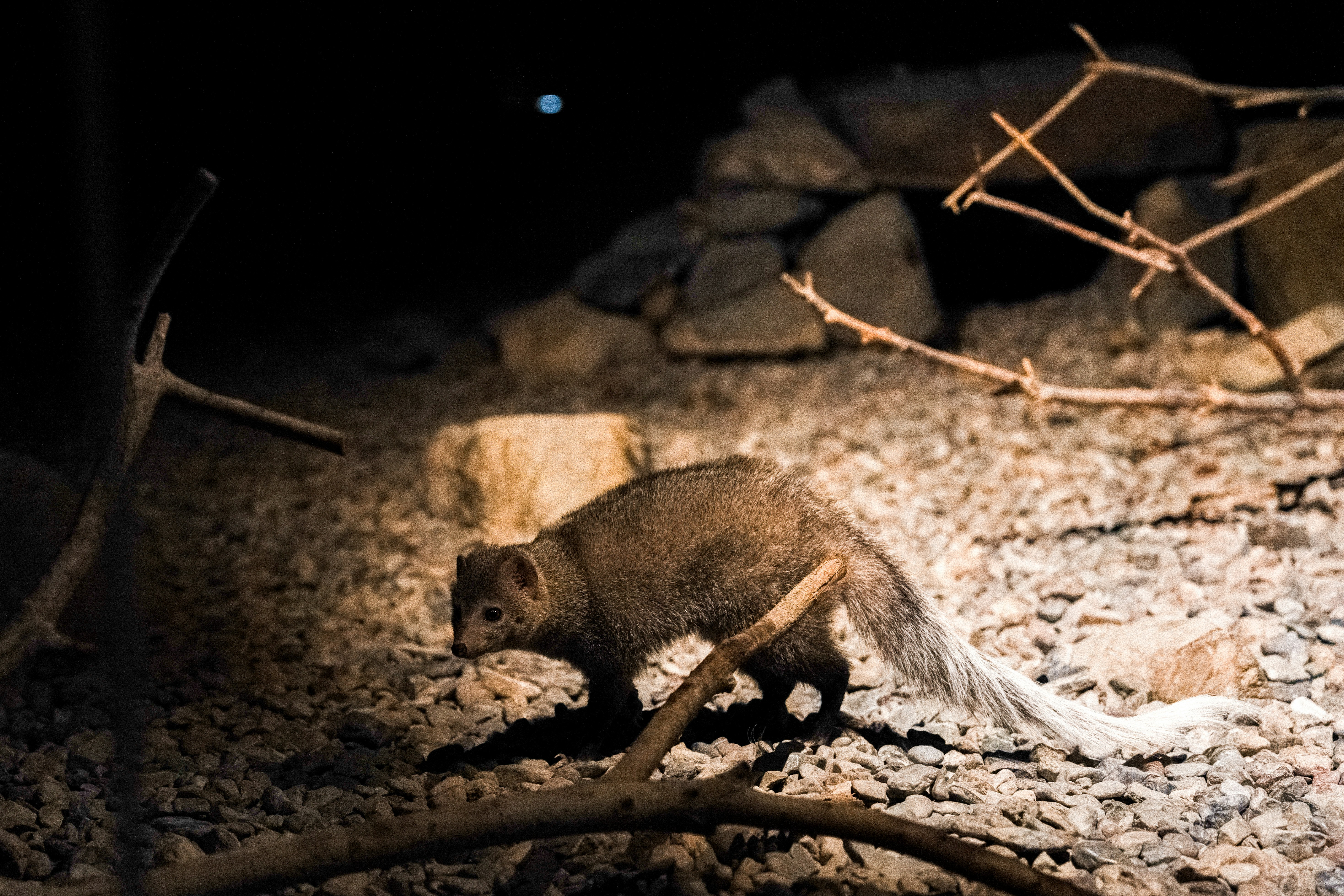 Moonlit Forager Among Gravel and Branches