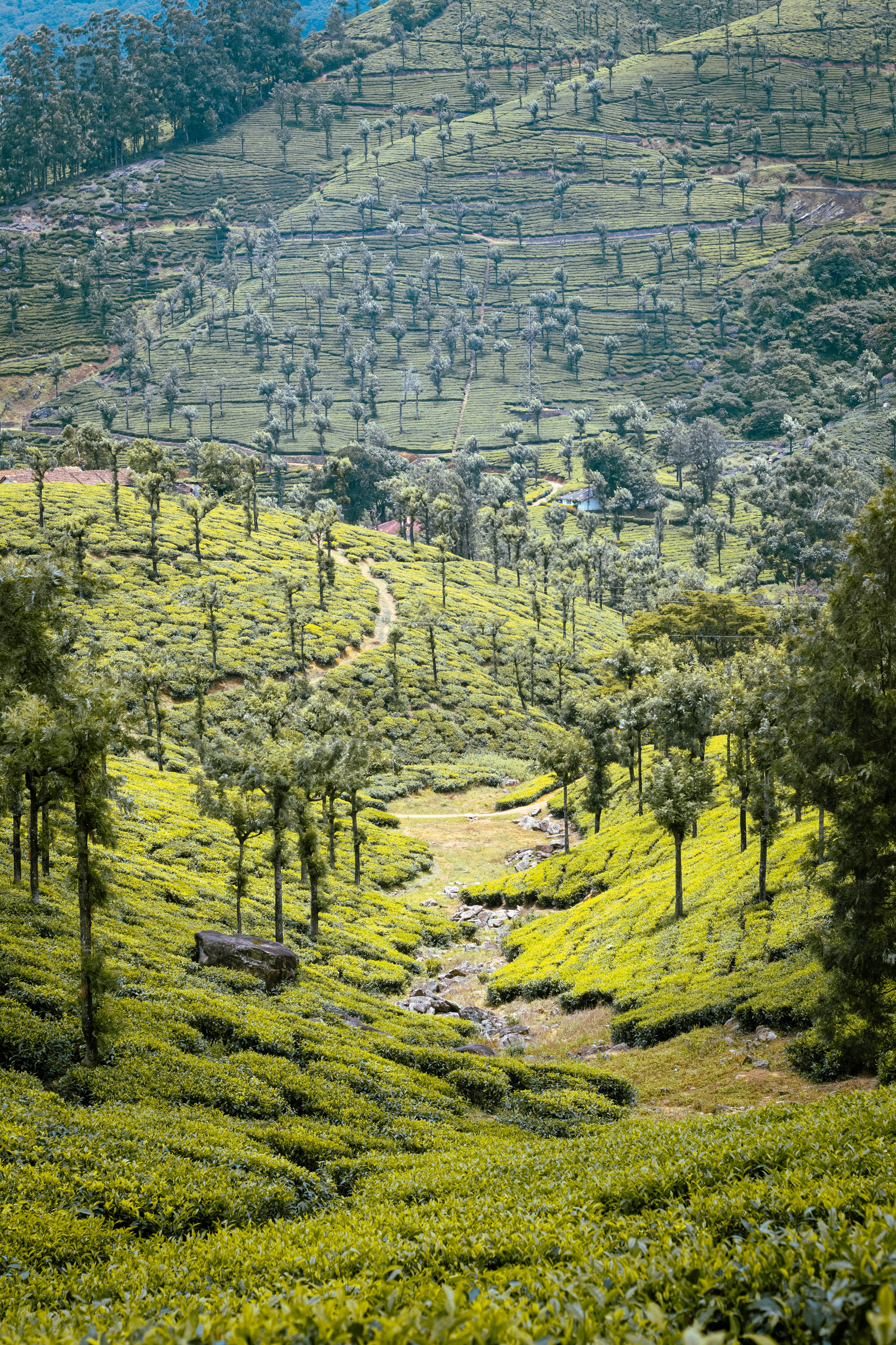 Emerald Waves of Tea: A Serene Landscape