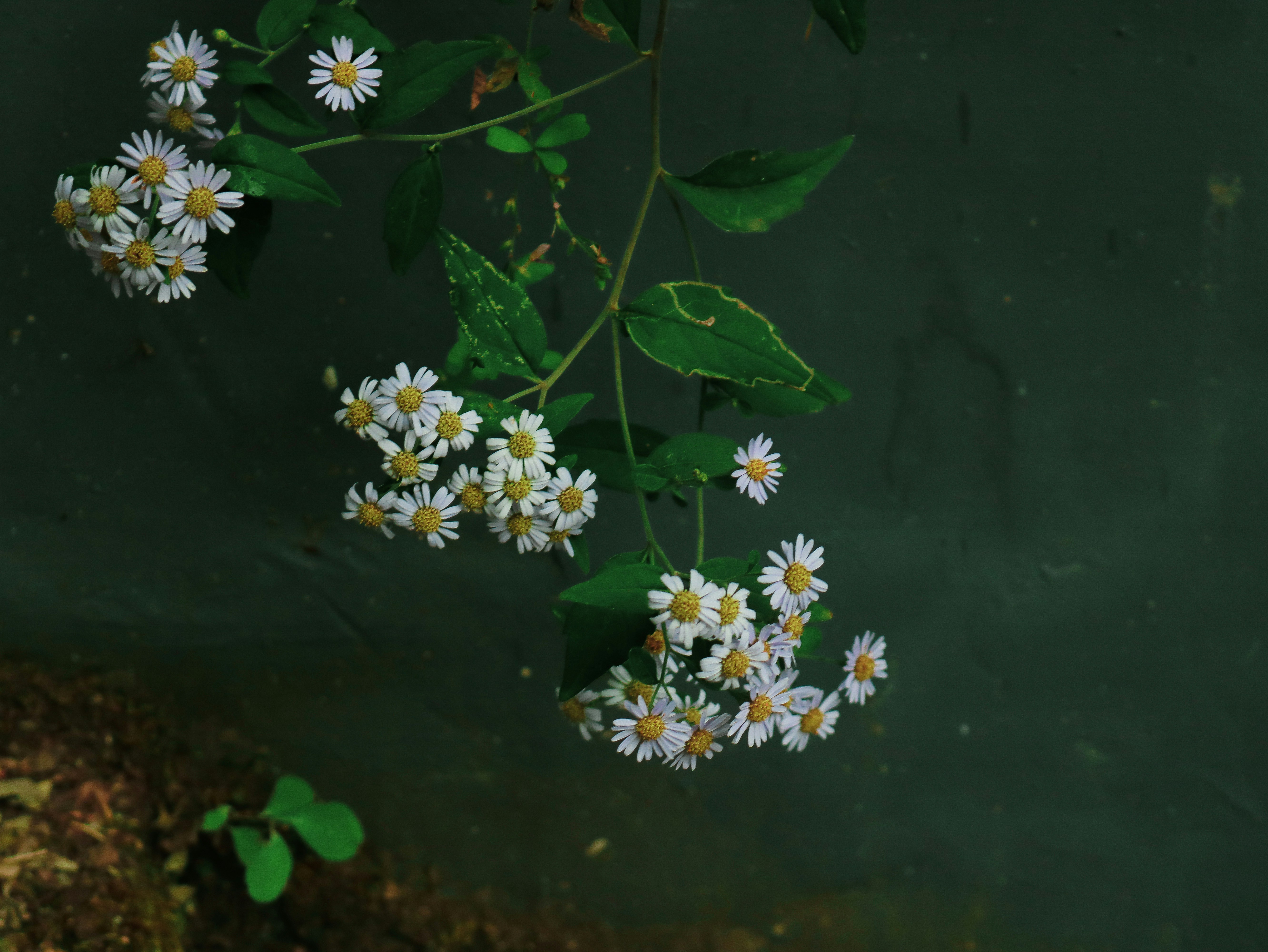 Minimalist Wildflower Cascade | Small white flowers with green leaves hanging down.