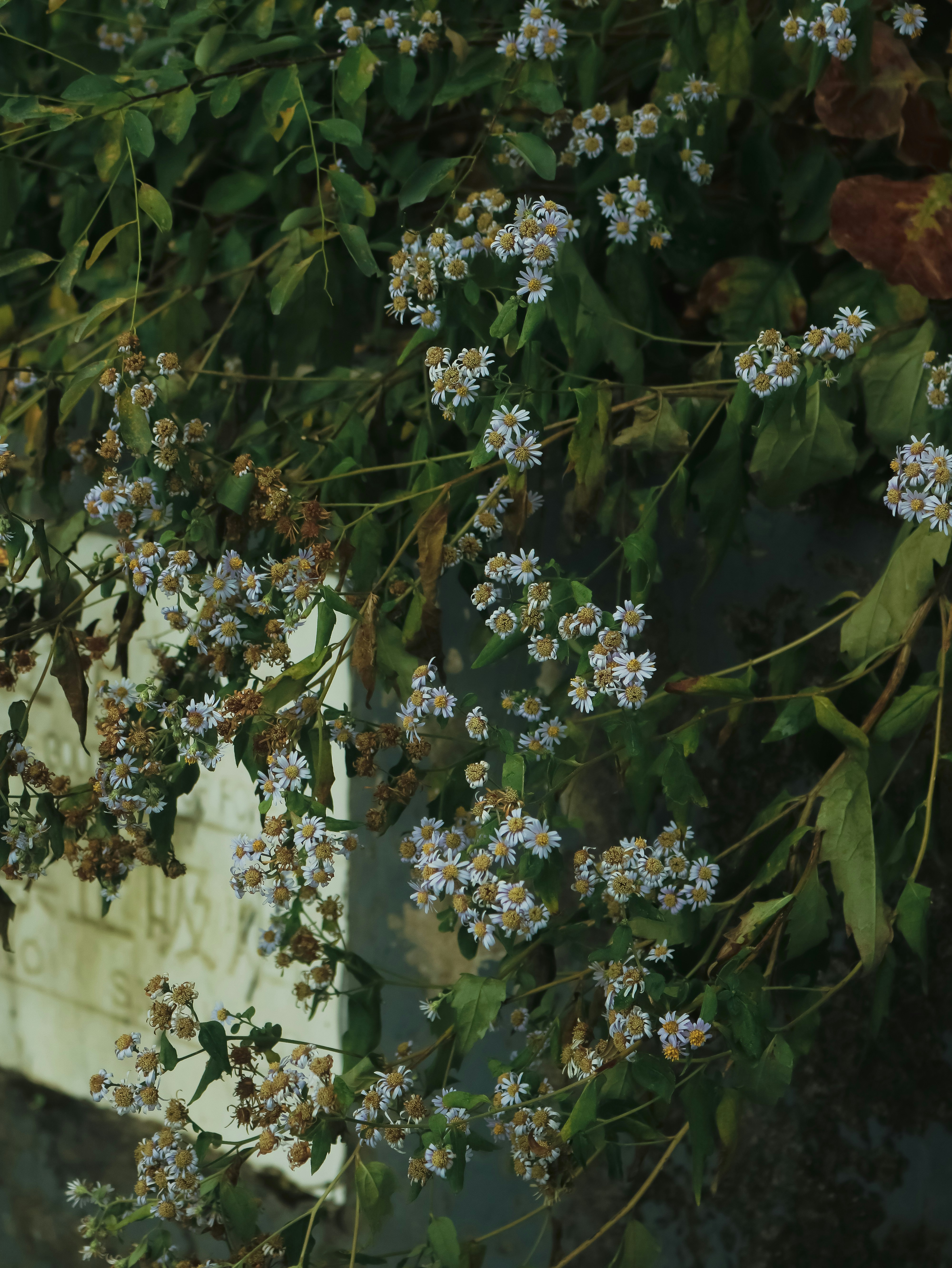Whispers of Nature: A Floral Embrace