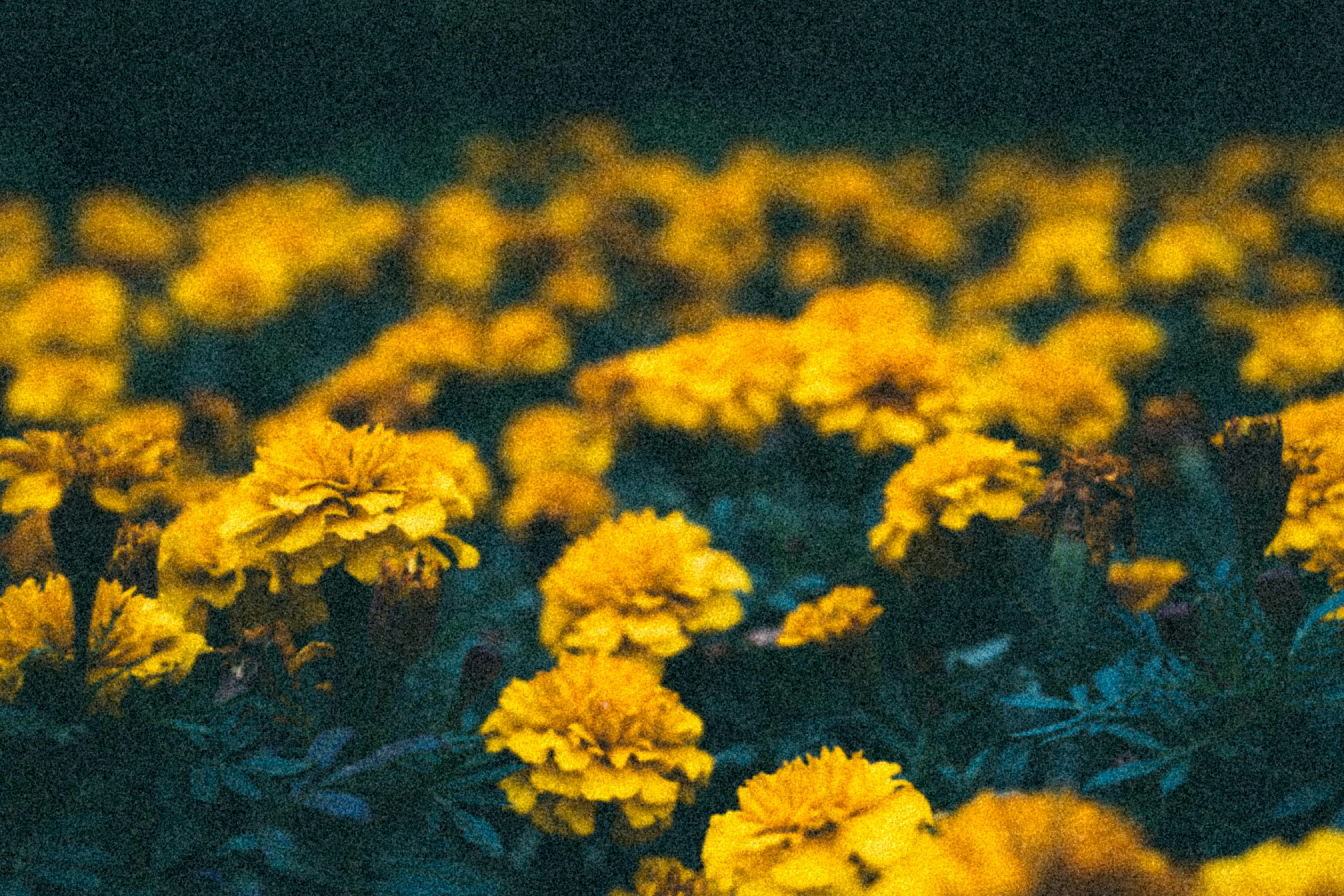 A field of bright yellow marigolds in bloom.