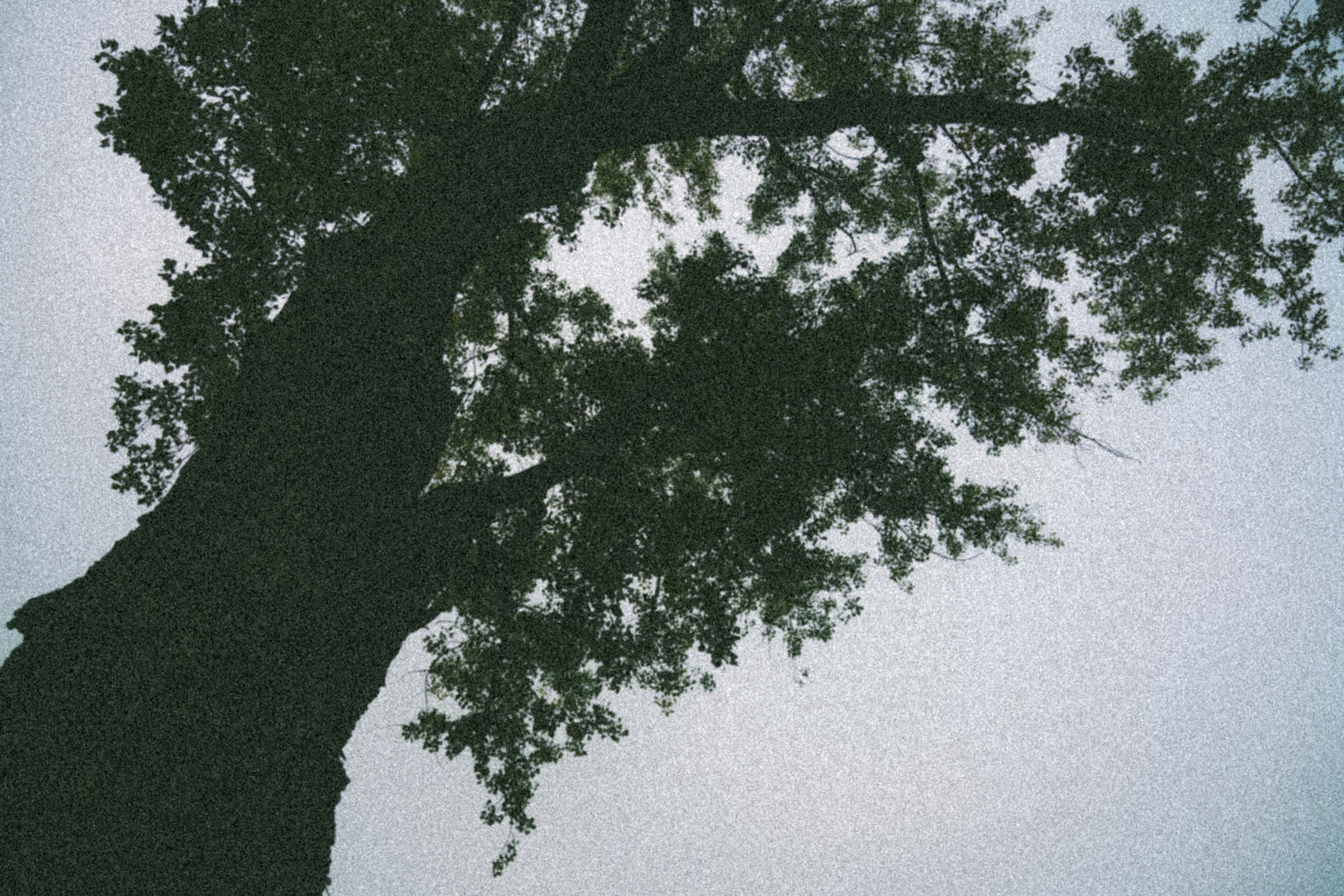 Silhouette of a large tree against a pale sky.
