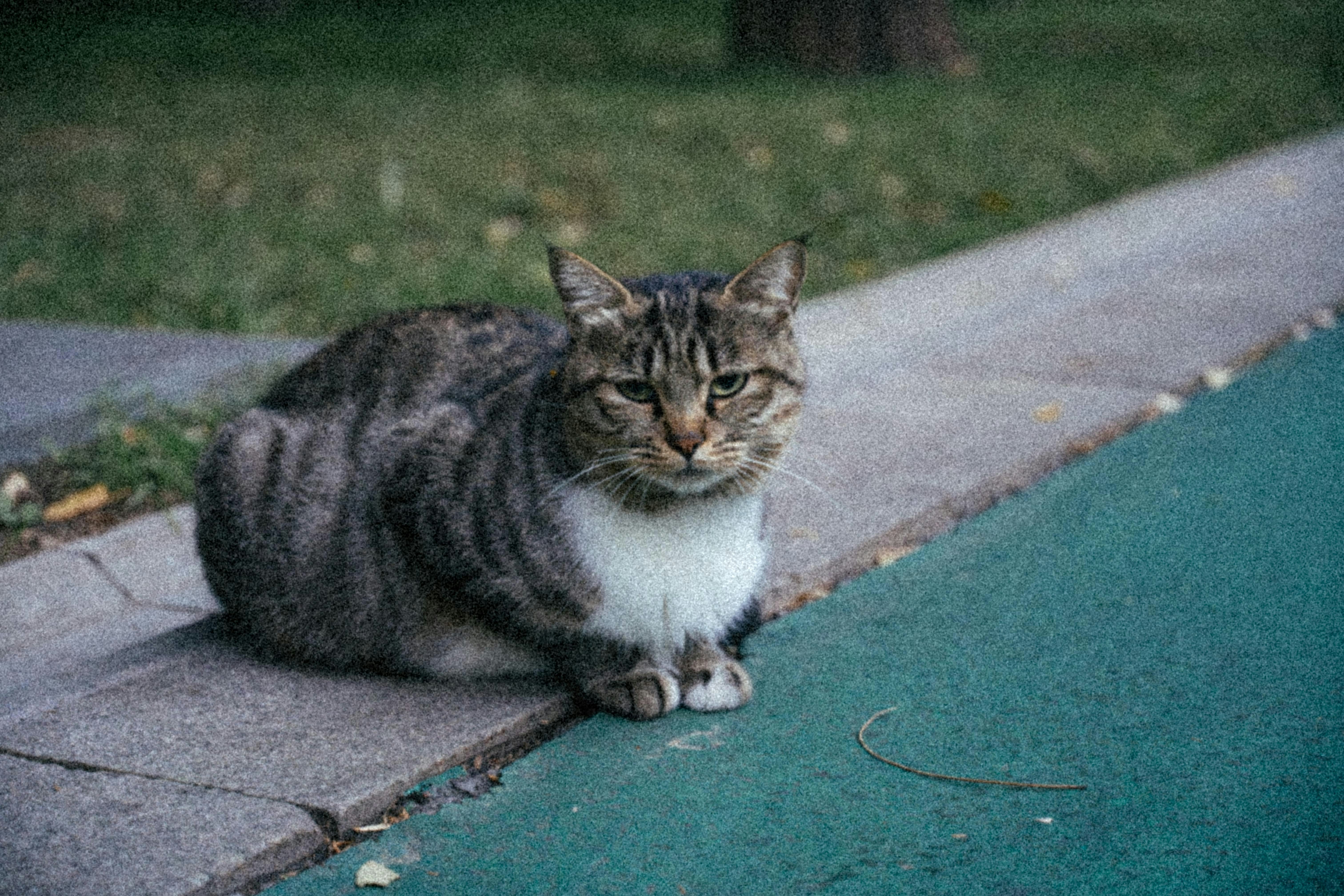 A tabby cat sits on a curb next to grass.