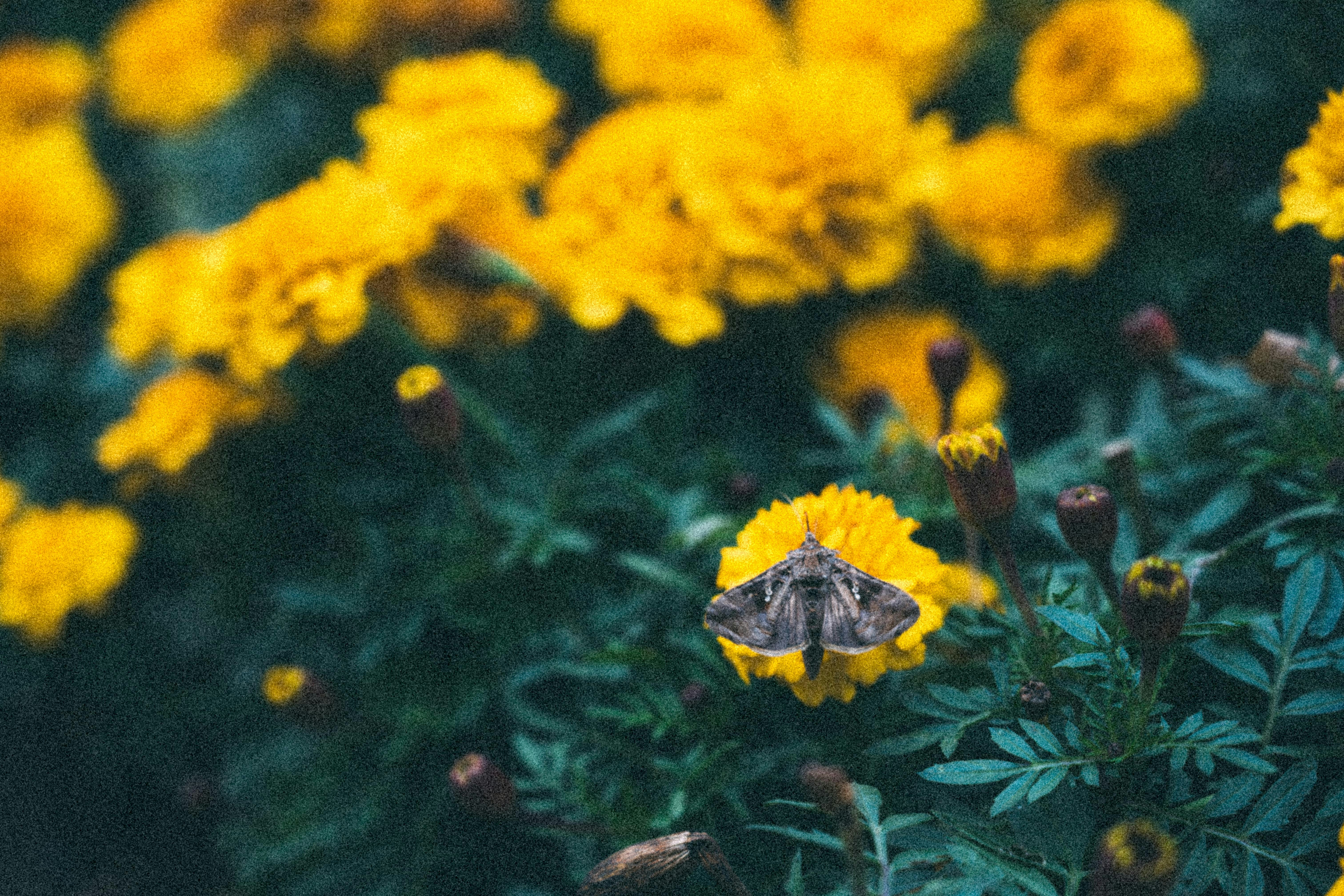 A butterfly perched delicately on vibrant marigold flowers, showcasing the intricate details of its wings against a backdrop of yellow blooms.