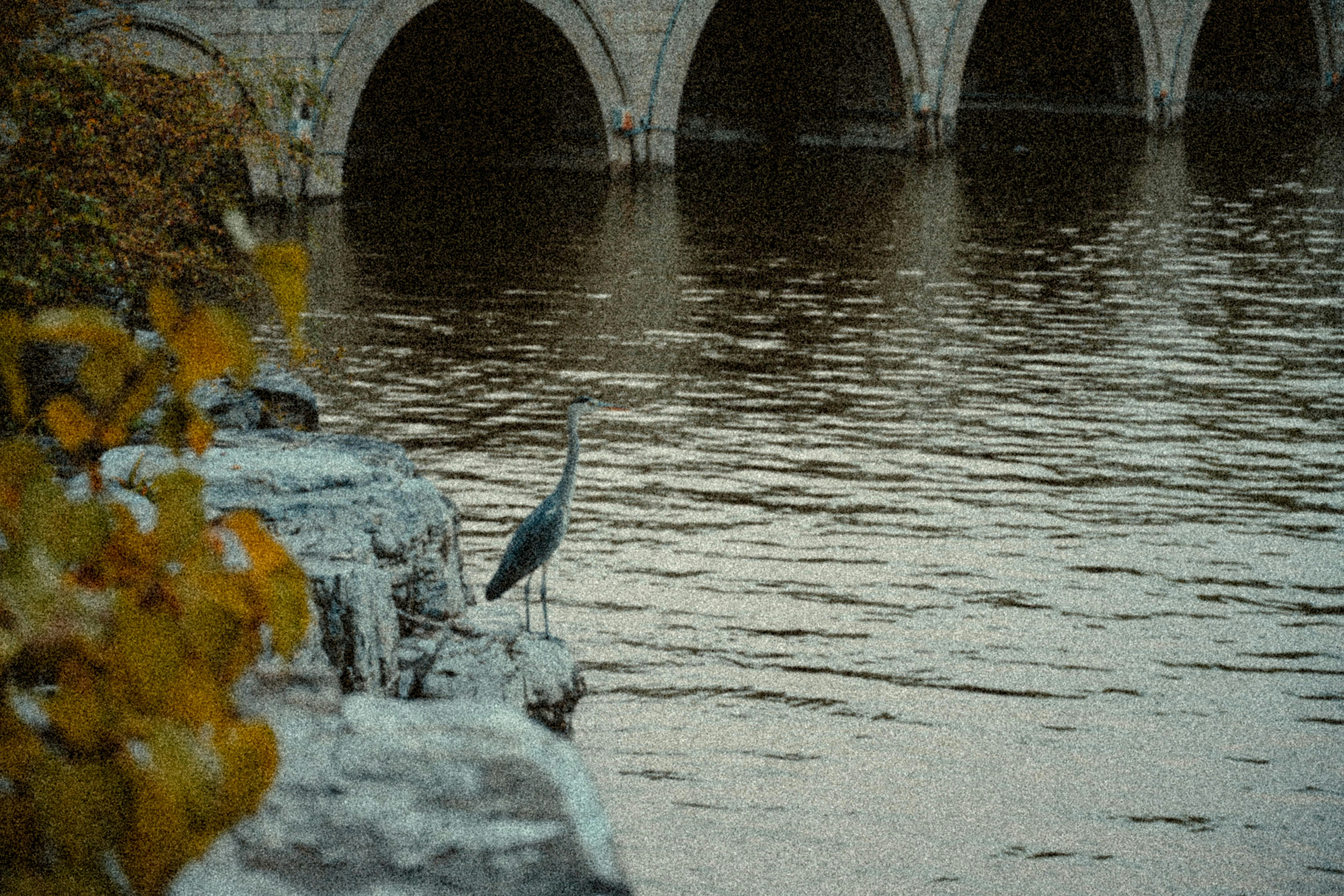 Silent Vigil by the Waterside