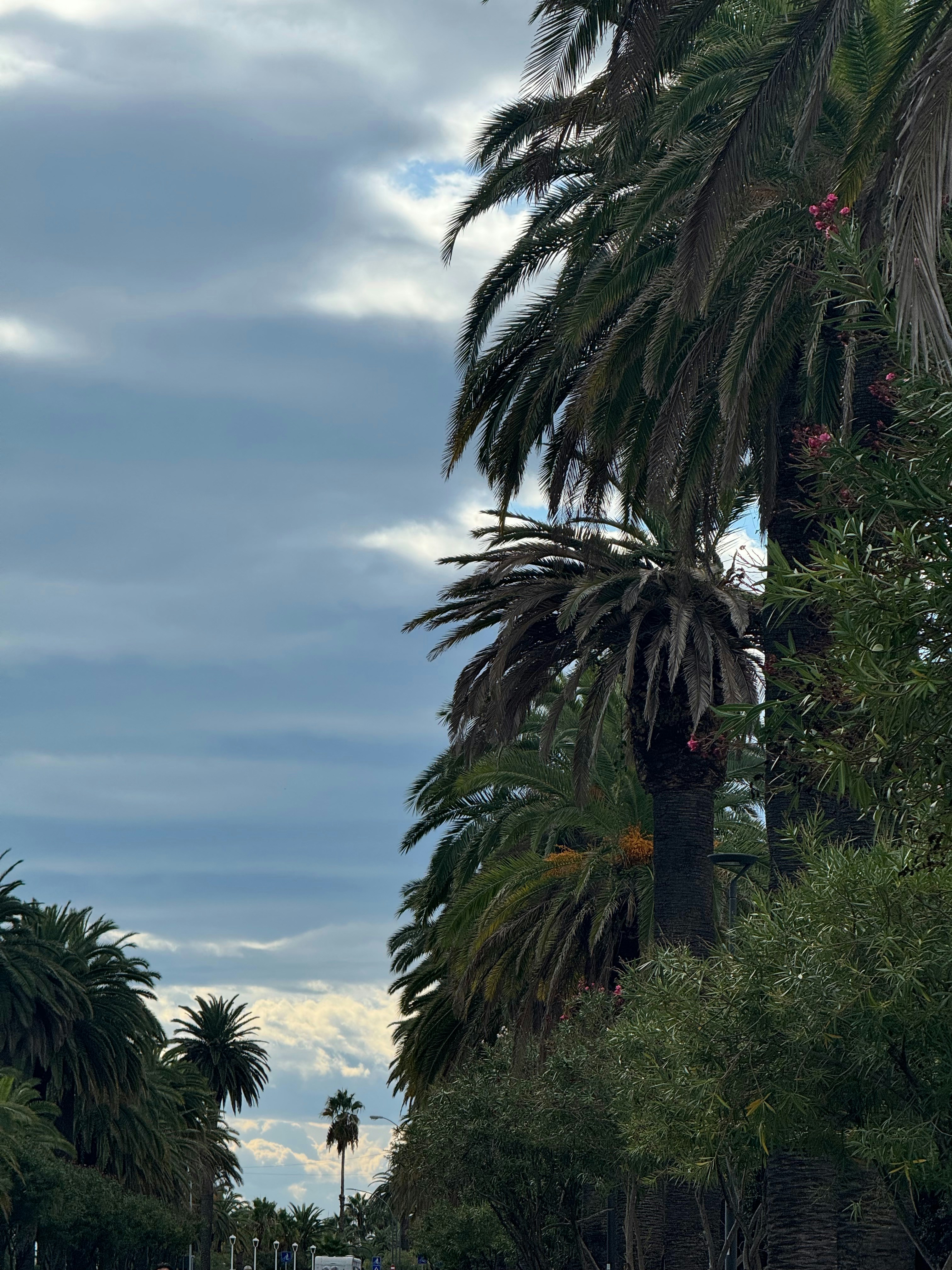 Whispers of the Palm Canopy