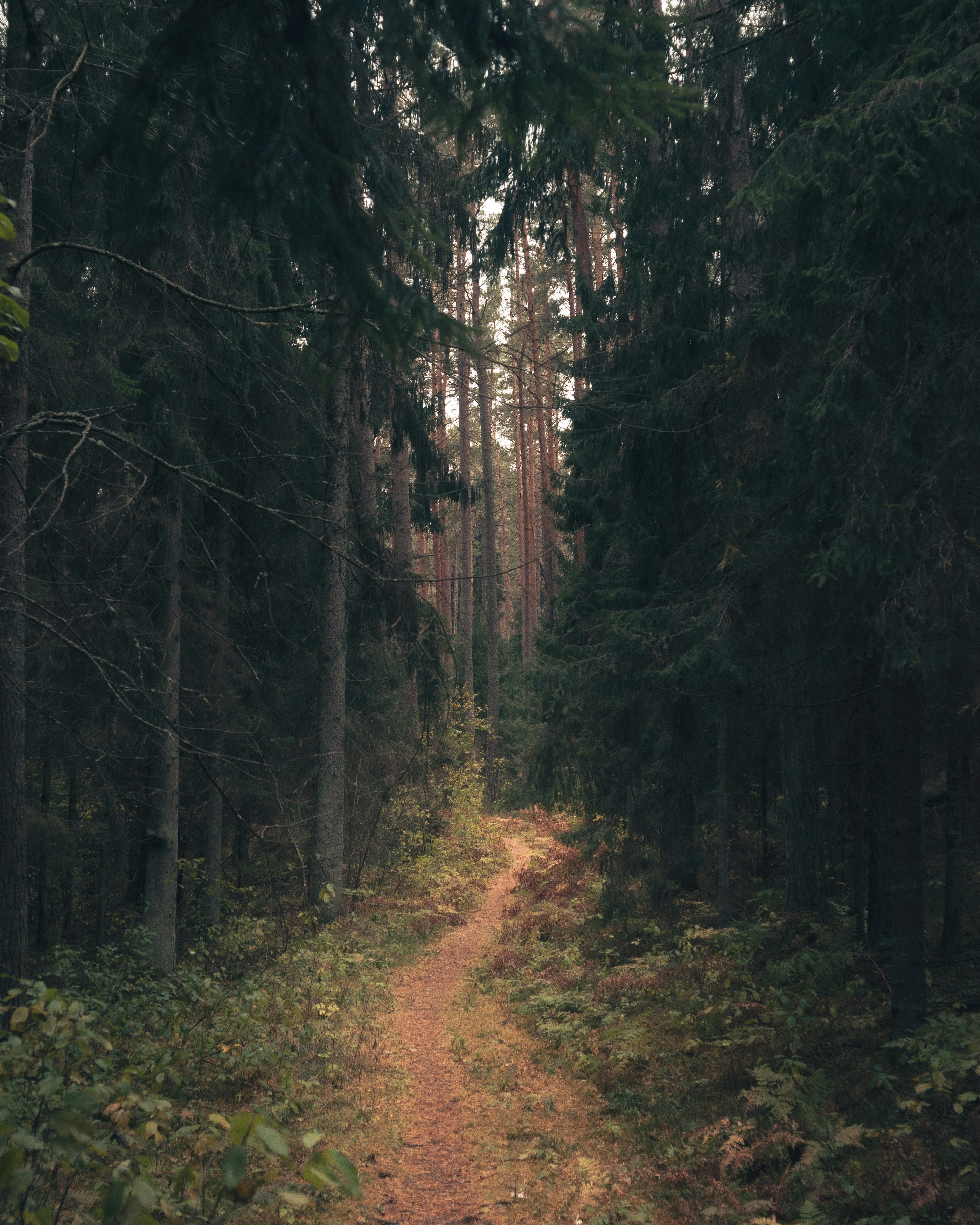Winding trail through a serene forest, flanked by towering trees and lush undergrowth. The soft light filters through the canopy.