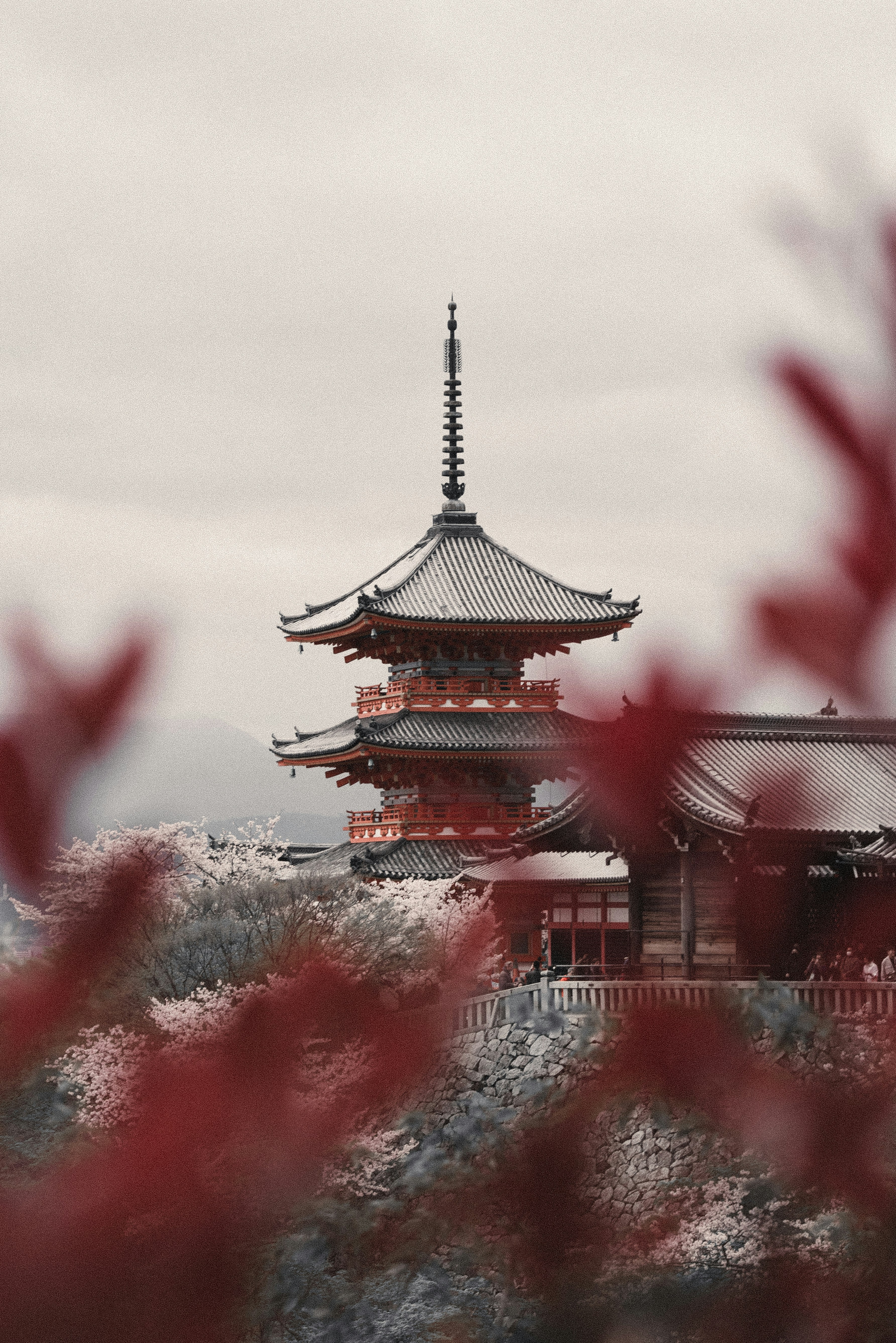 Whispers of Tradition Amidst Cherry Blossoms