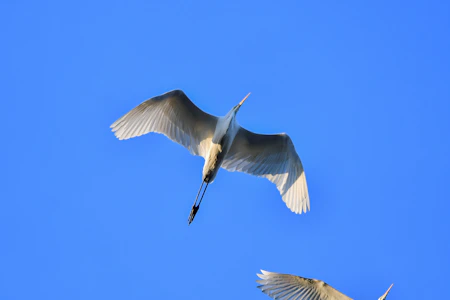 Elegance in Flight: The Grace of Herons