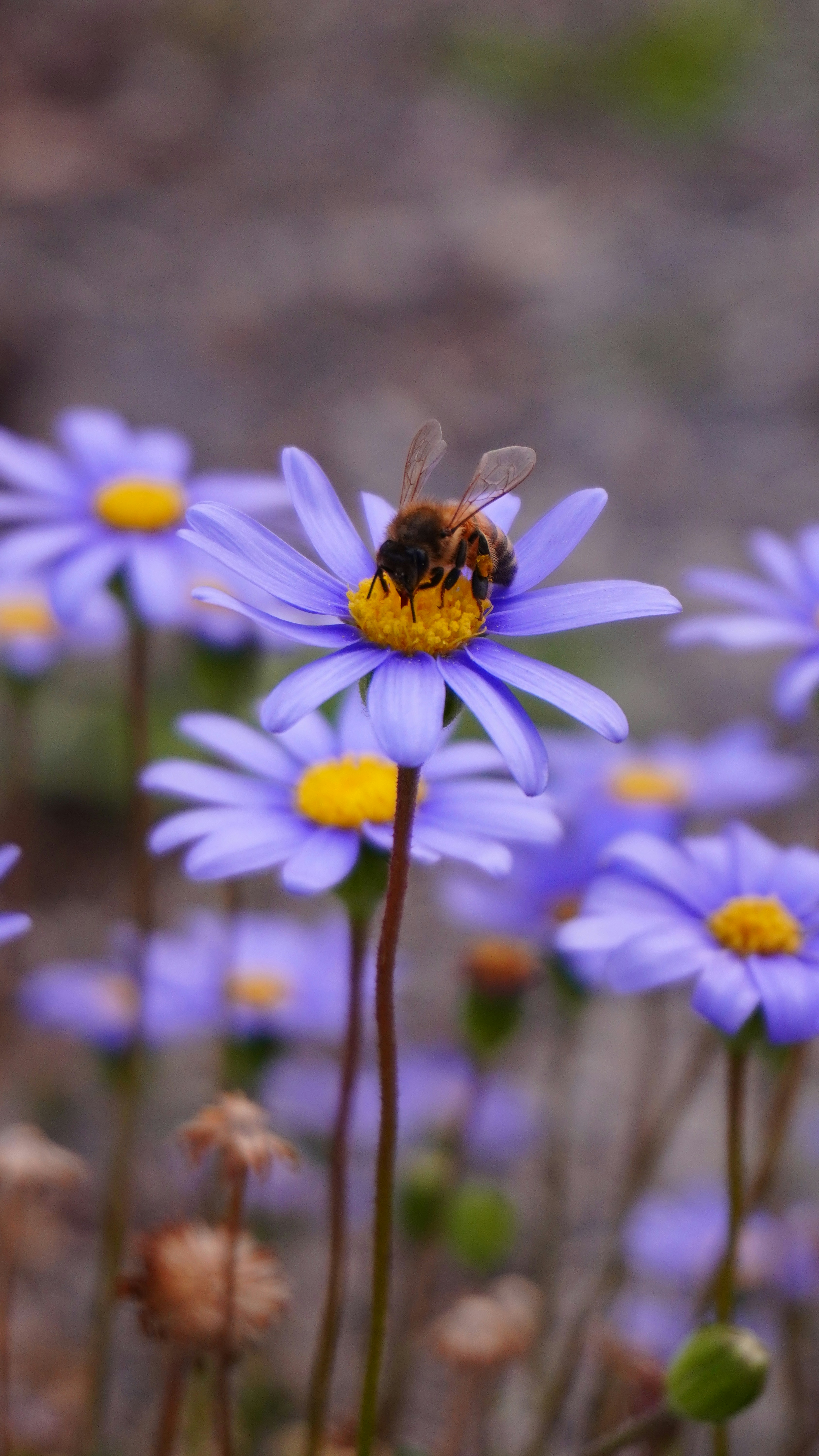 Bee on Violet Crown: Nectar Stop on a Purple Daisy