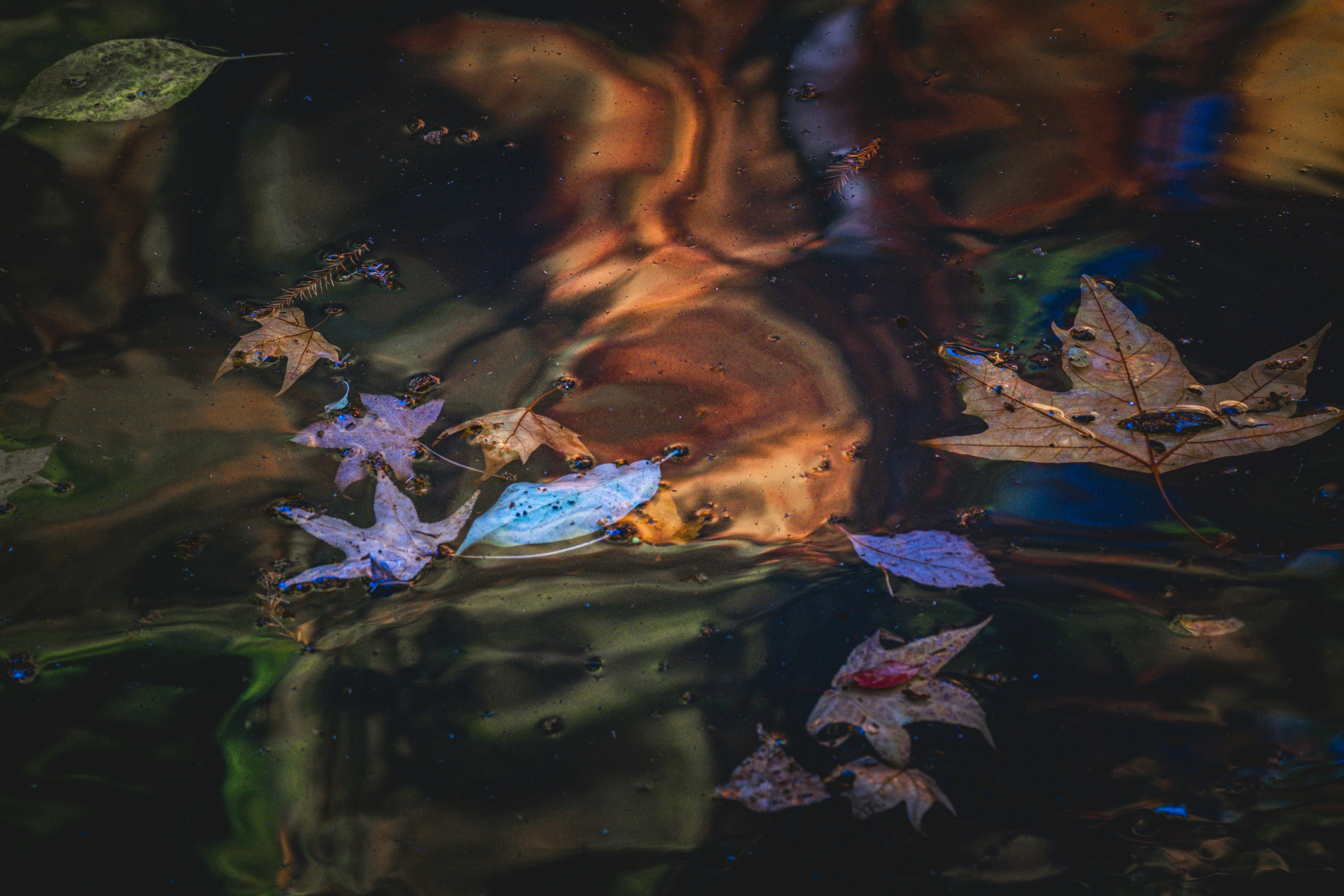 Whispers of Autumn Beneath the Surface