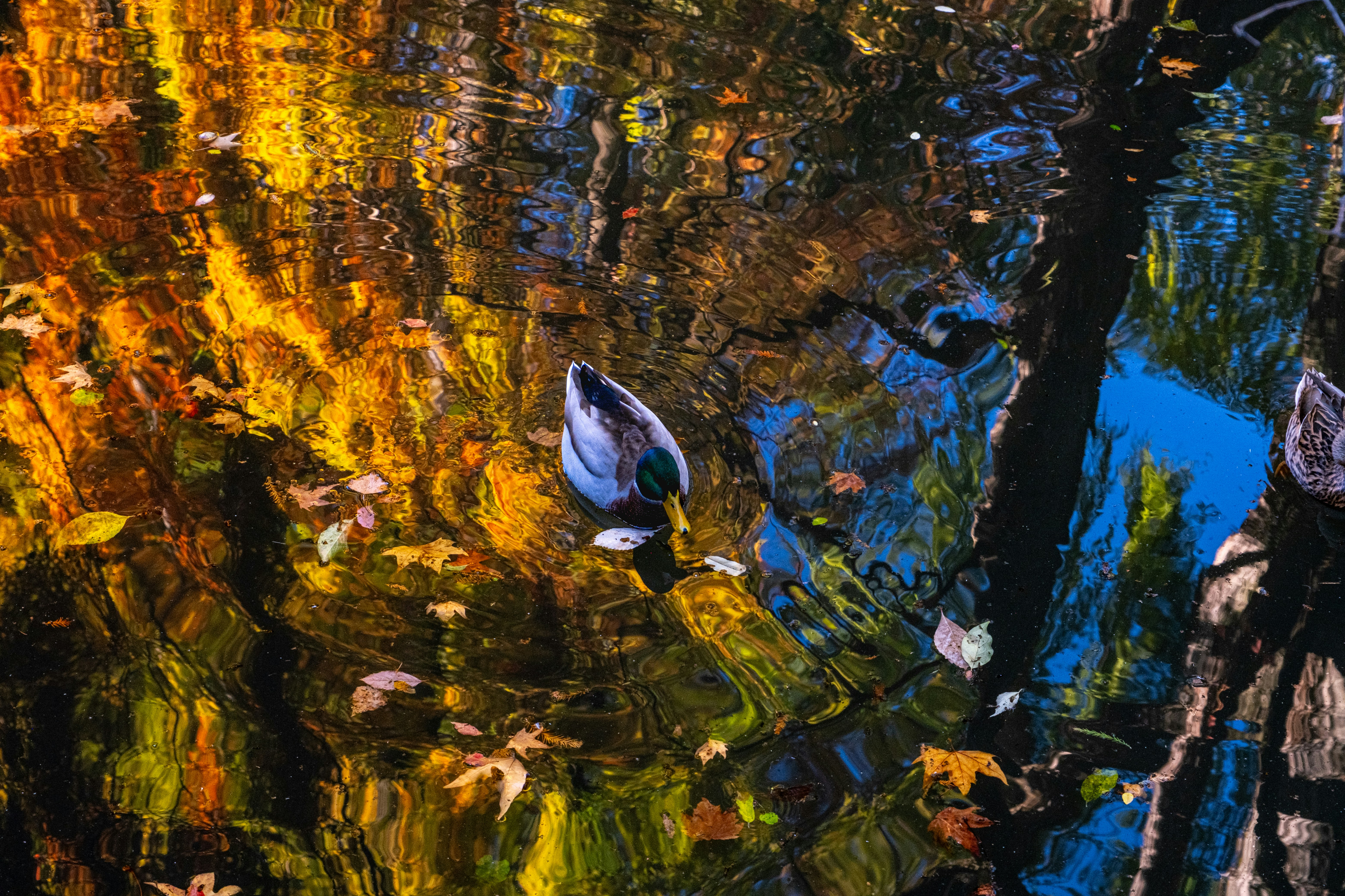 Autumn Reflections: A Duck's Serenade